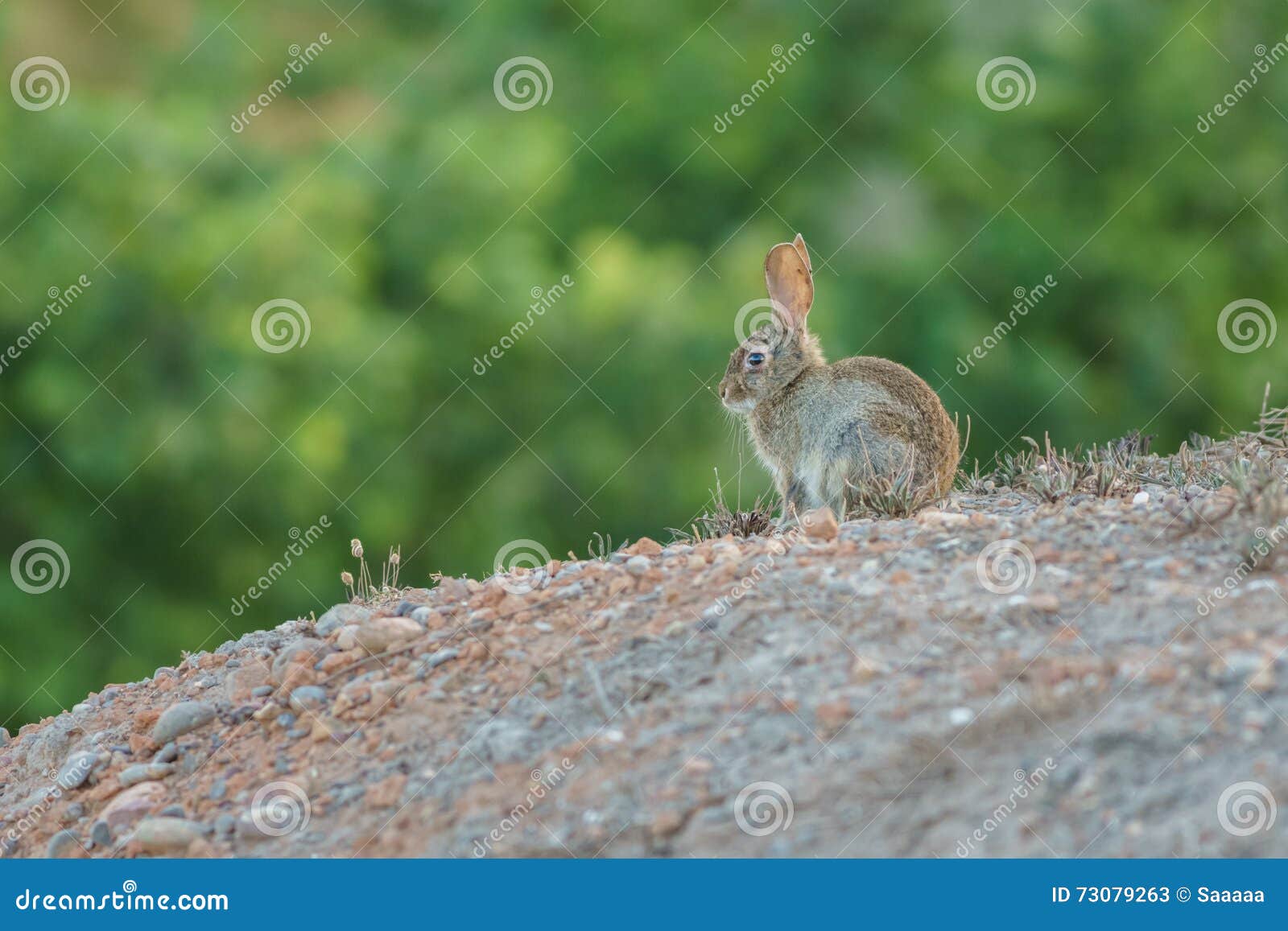 Side View of Rabbit at the Edge Stock Image - Image of alert, green ...