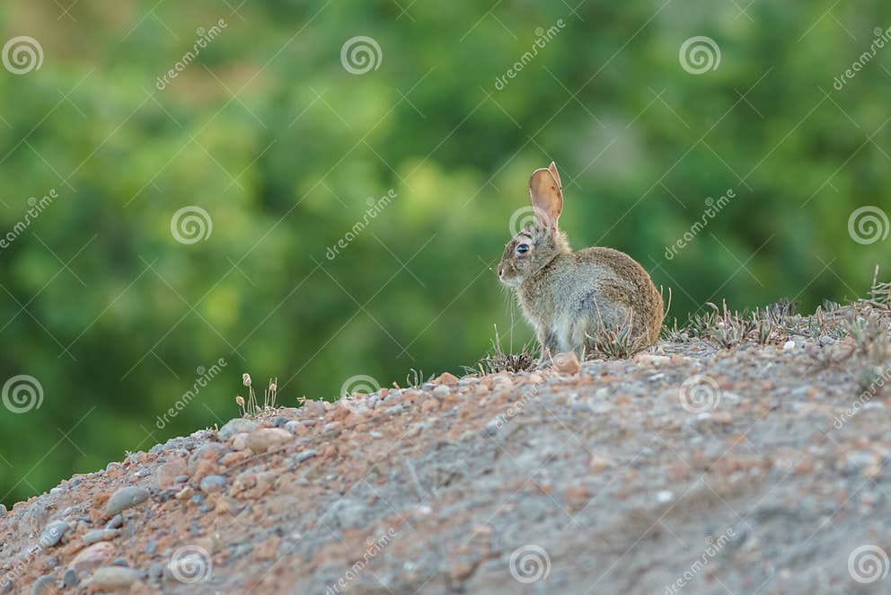 Side View of Rabbit at the Edge Stock Image - Image of alert, green ...