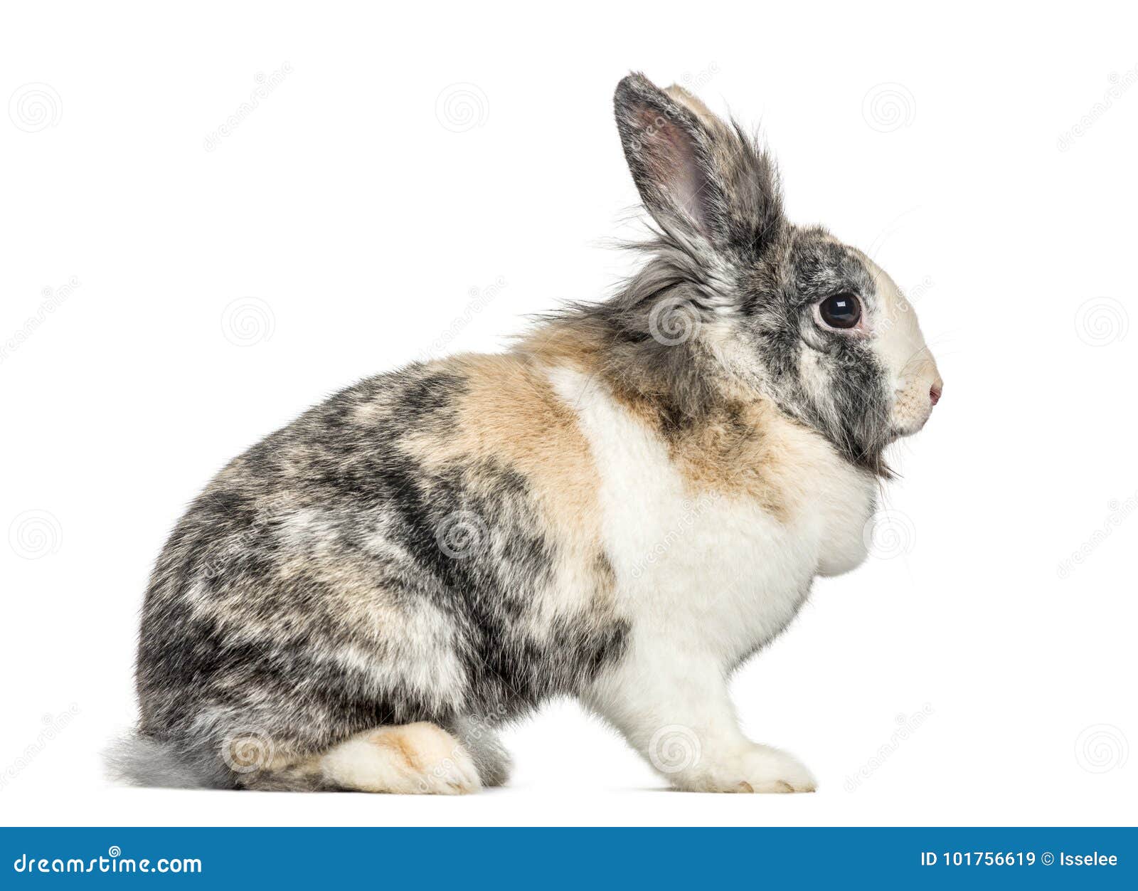 Side View of a Rabbit, Isolated Stock Image - Image of white, mammal ...