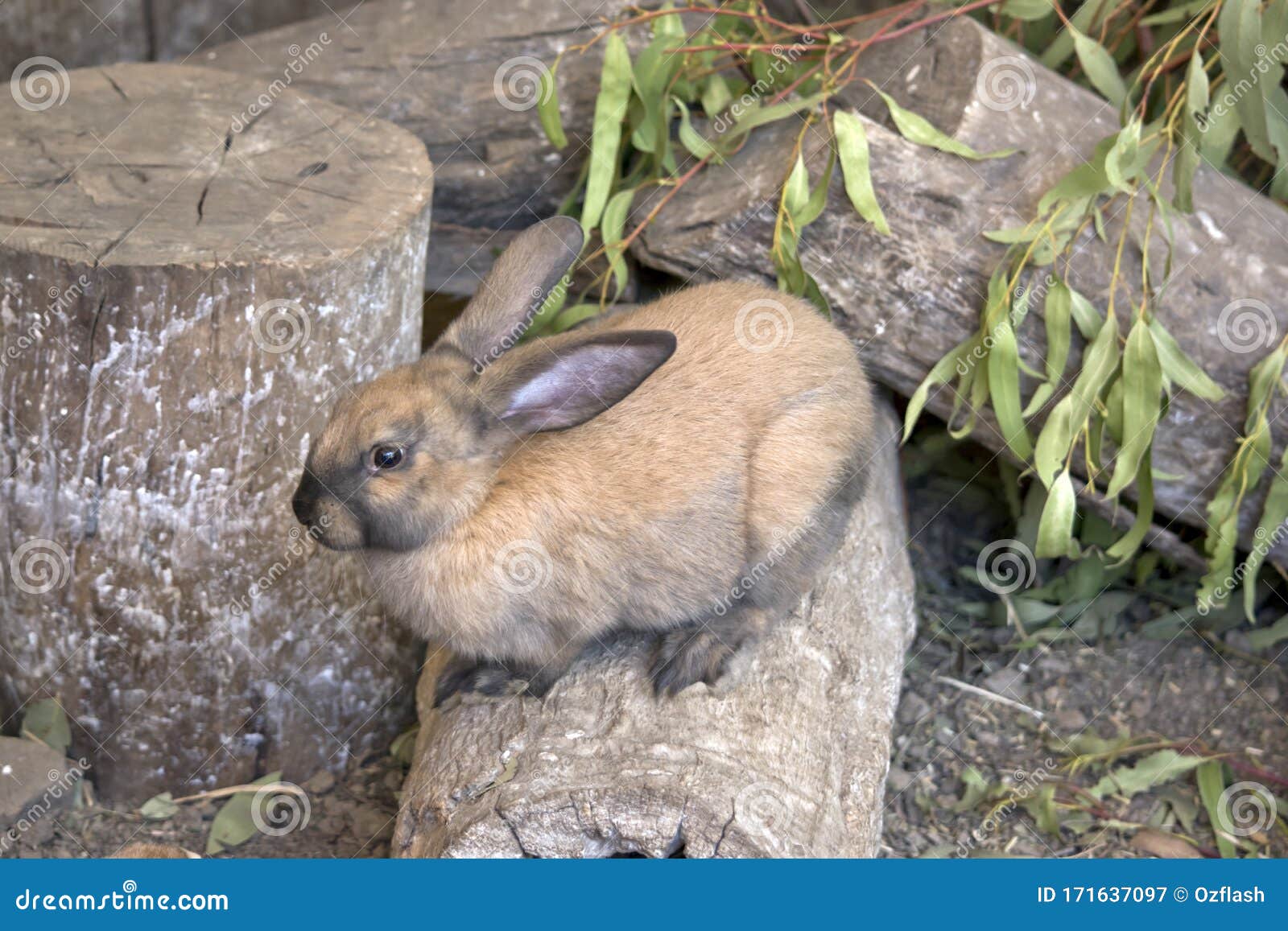 This is a Side View of a Rabbit Stock Image - Image of animal, grass ...