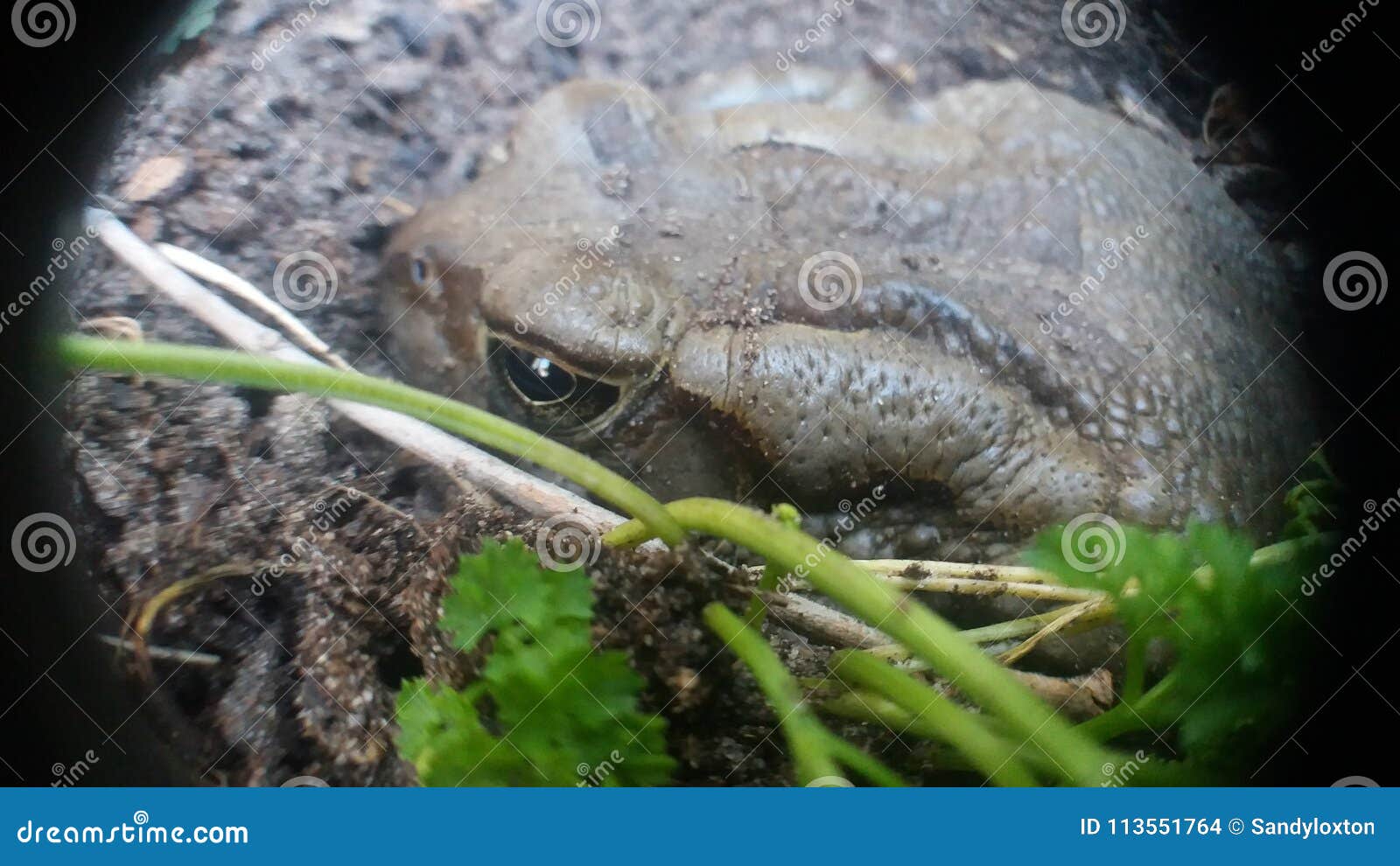 Side View of a Rangers Toad in a Flower Pot Stock Photo - Image of ...