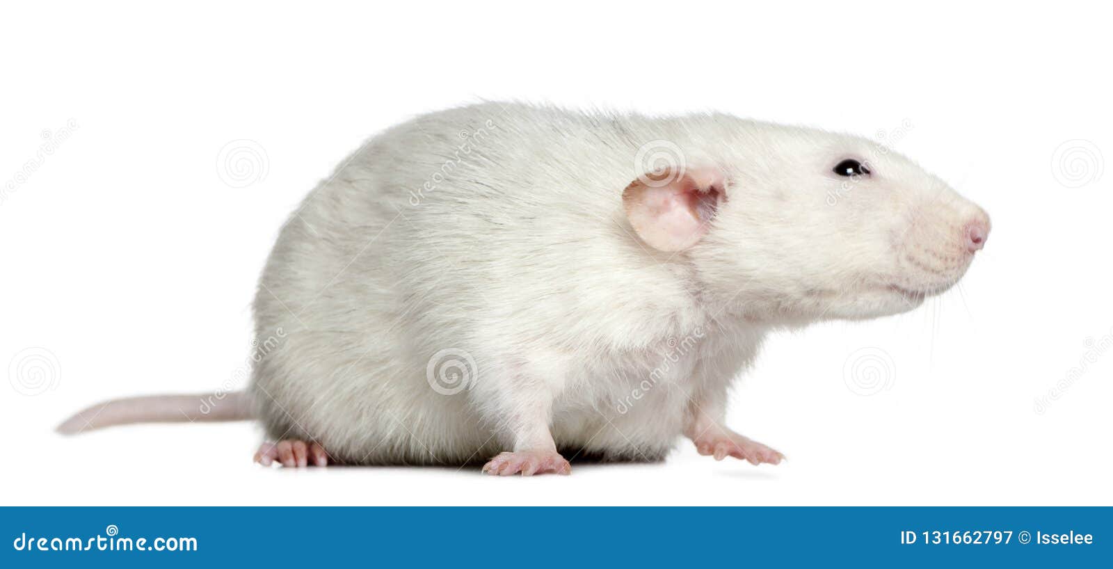 Side View of Rat, 1 Year Old, in Front of White Background Stock Image ...