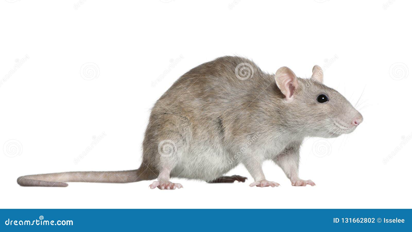 Side View of Rat, 1 Year Old, in Front of White Background Stock Photo ...