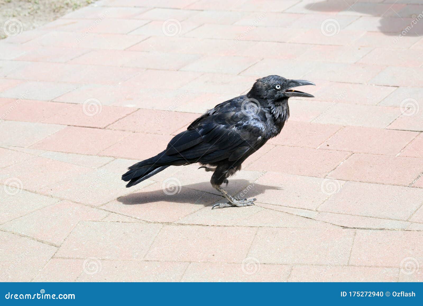 This is a Side View of a Raven Stock Photo - Image of australia, bird ...