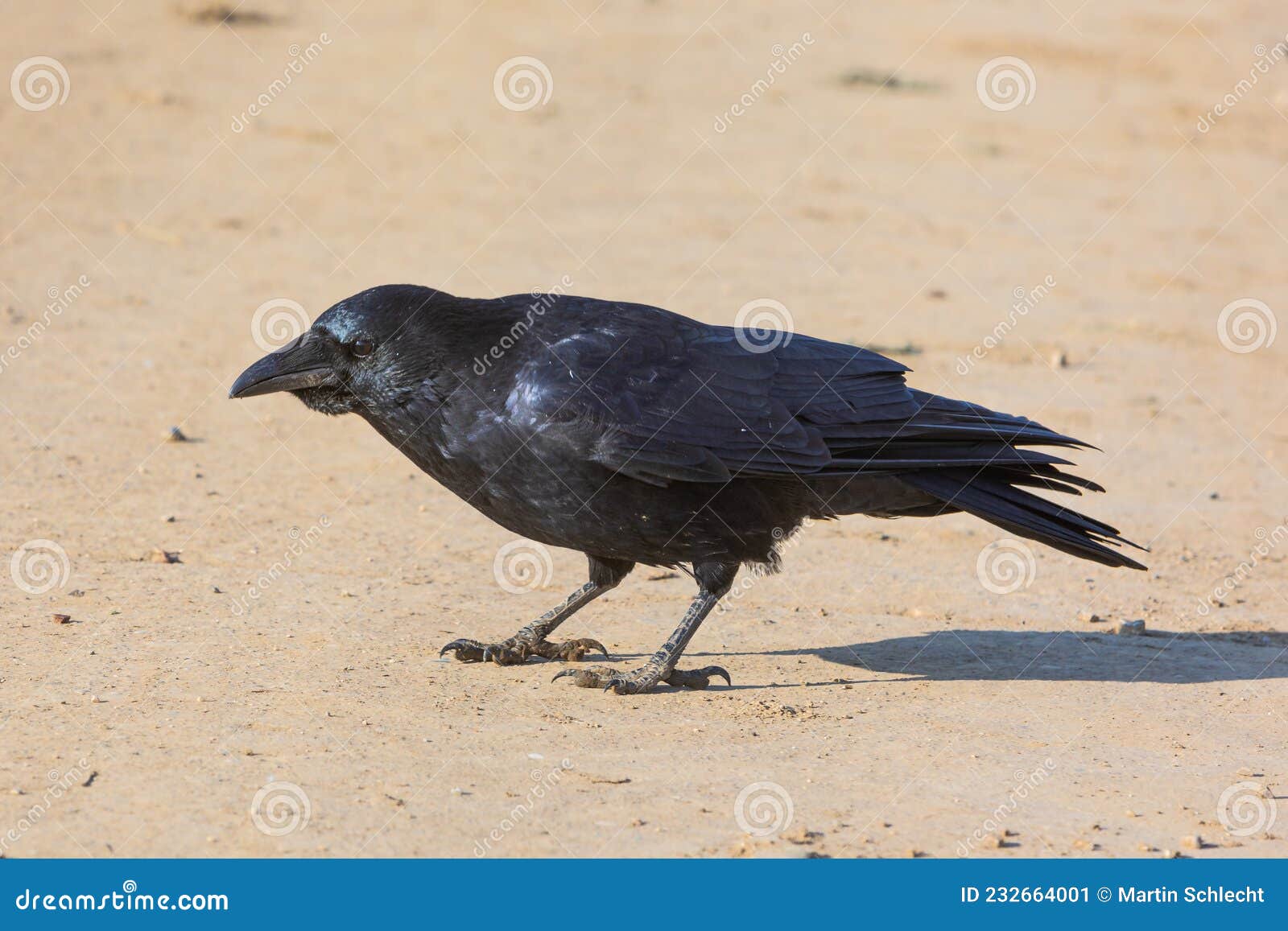 Side View of a Raven on a Road Stock Image - Image of outdoors ...