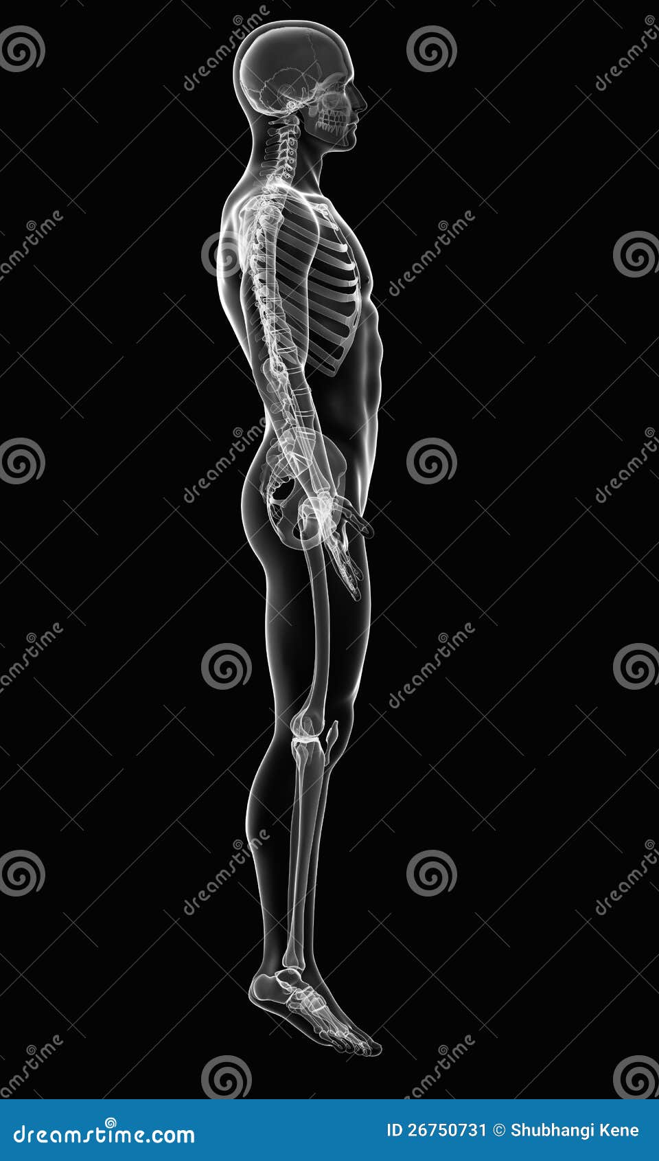 Side View of X-ray of Male Body Stock Illustration - Illustration of ...