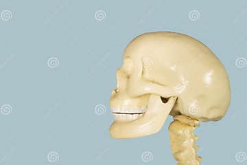 Side View of Realistic Head Skull Model Stock Photo - Image of ...