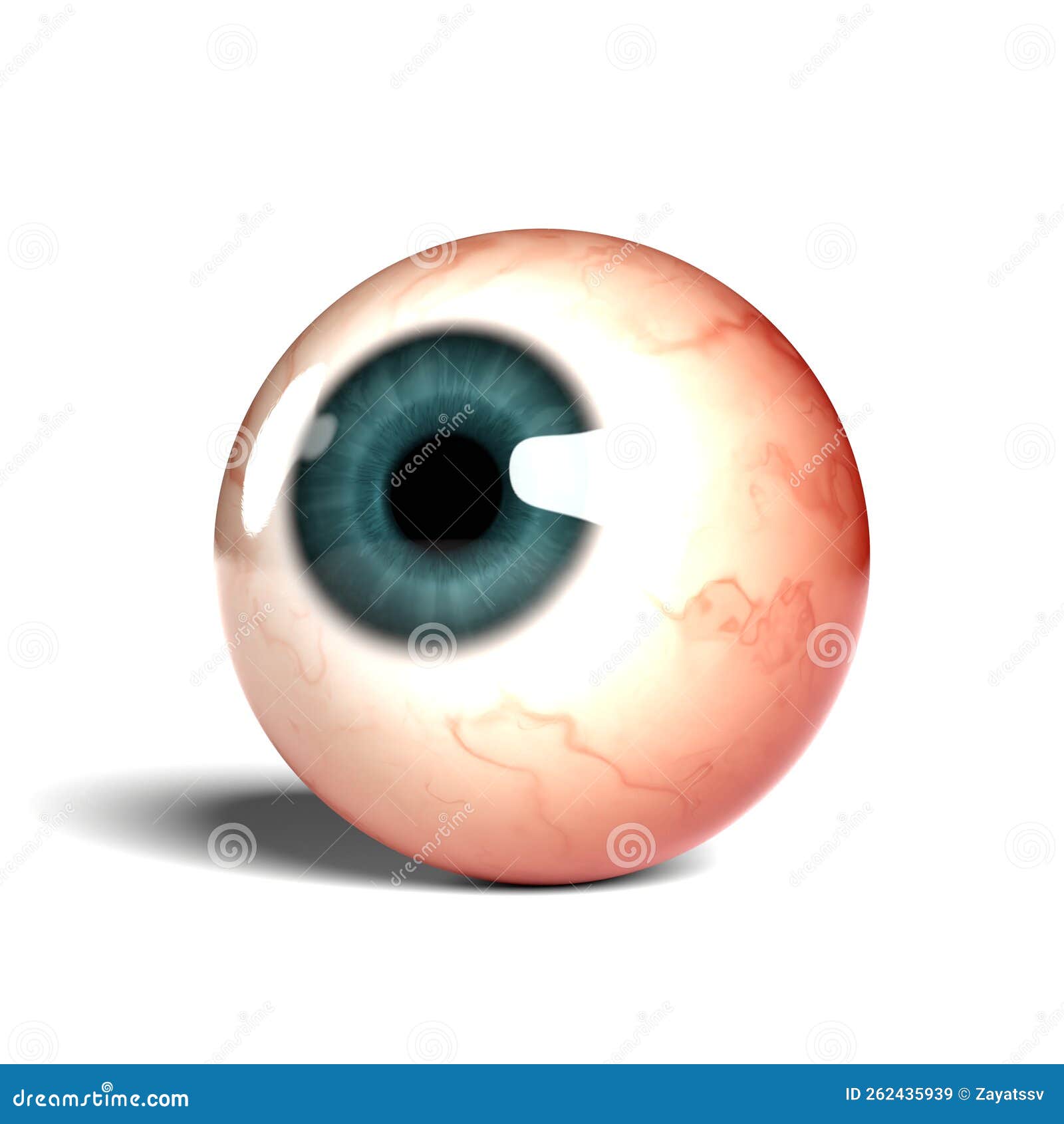 Side View of Realistic Human Eyeball Isolated on Wihte Background, 3D ...
