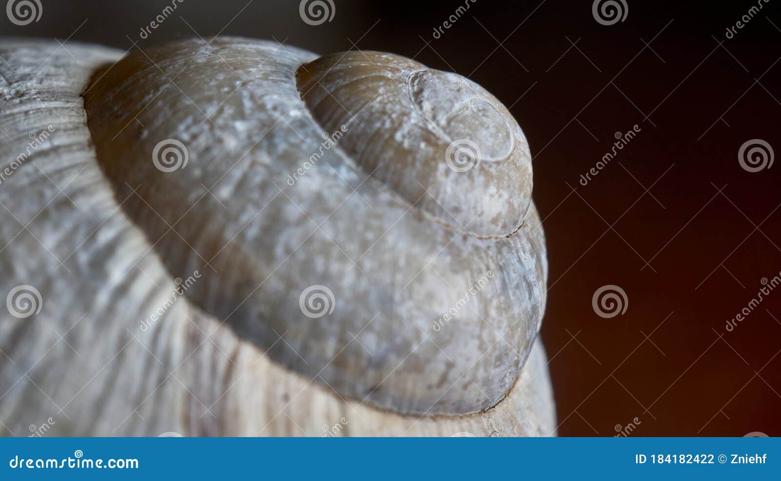Side View of the Rear Part of an Old Weathered Snail Shell Stock Photo ...