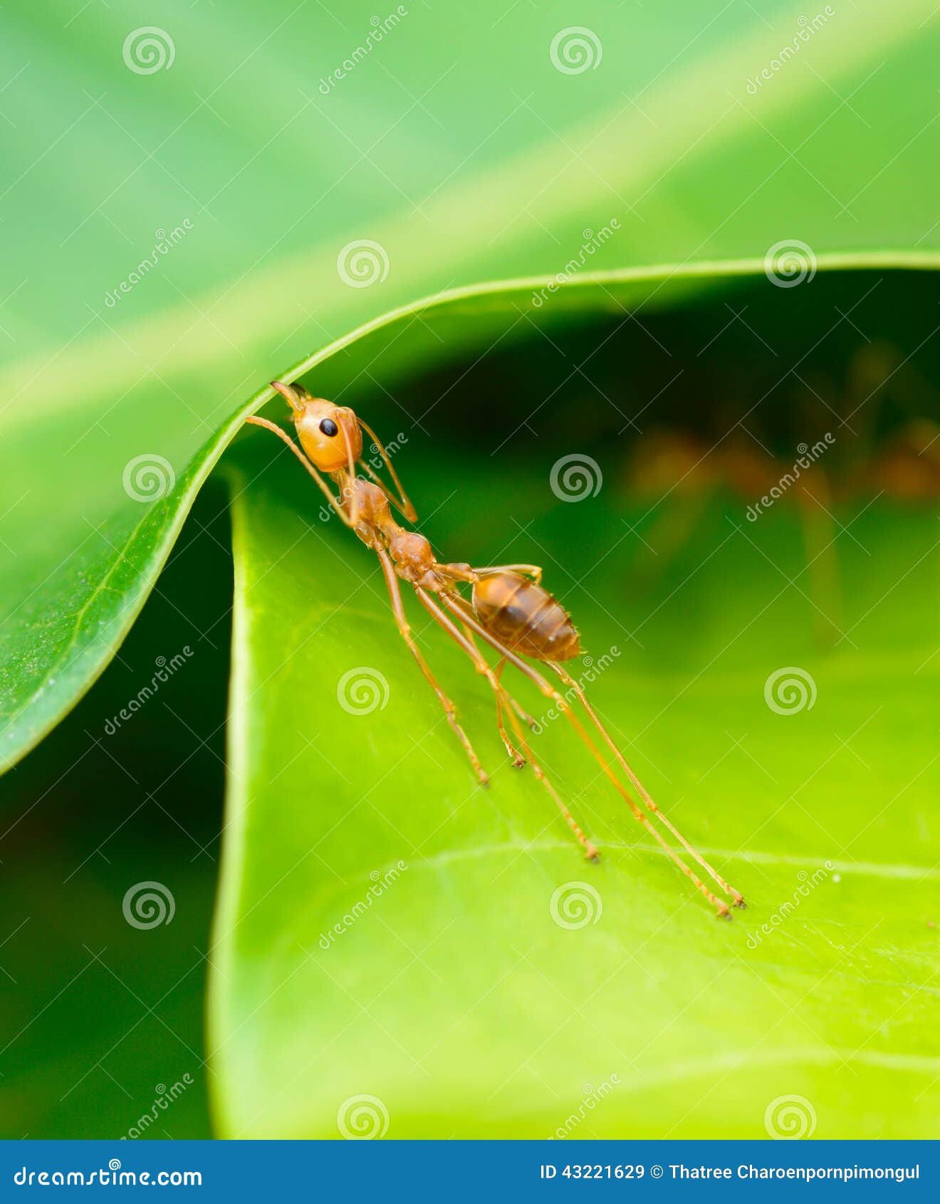 Side View of Red Ant is Buliding Nest by Use Leaf Stock Image - Image ...