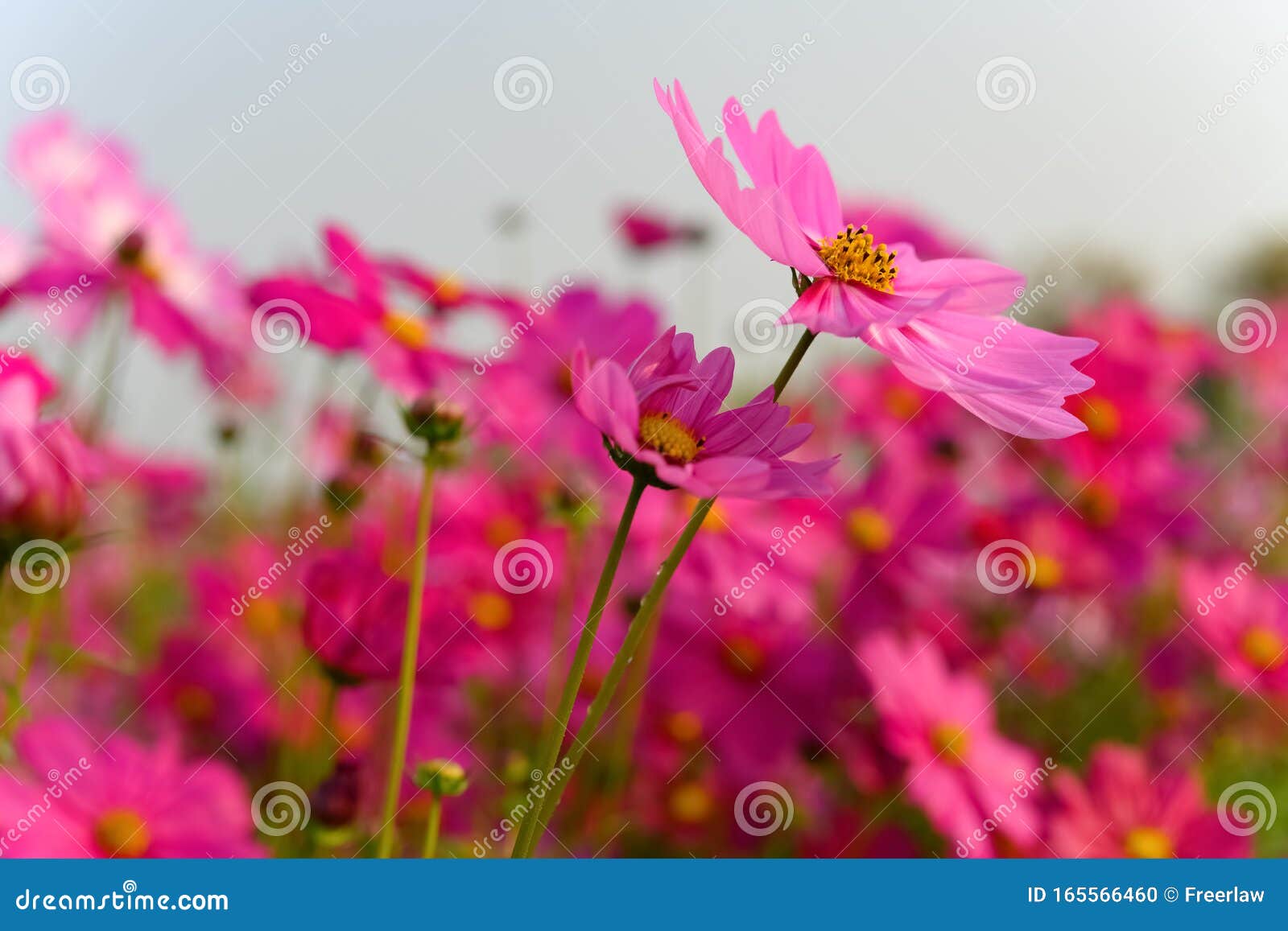 Side View Red Color Beautiful Daisy or Cosmos Bipinnata Cav 库存照片 - 图片 ...