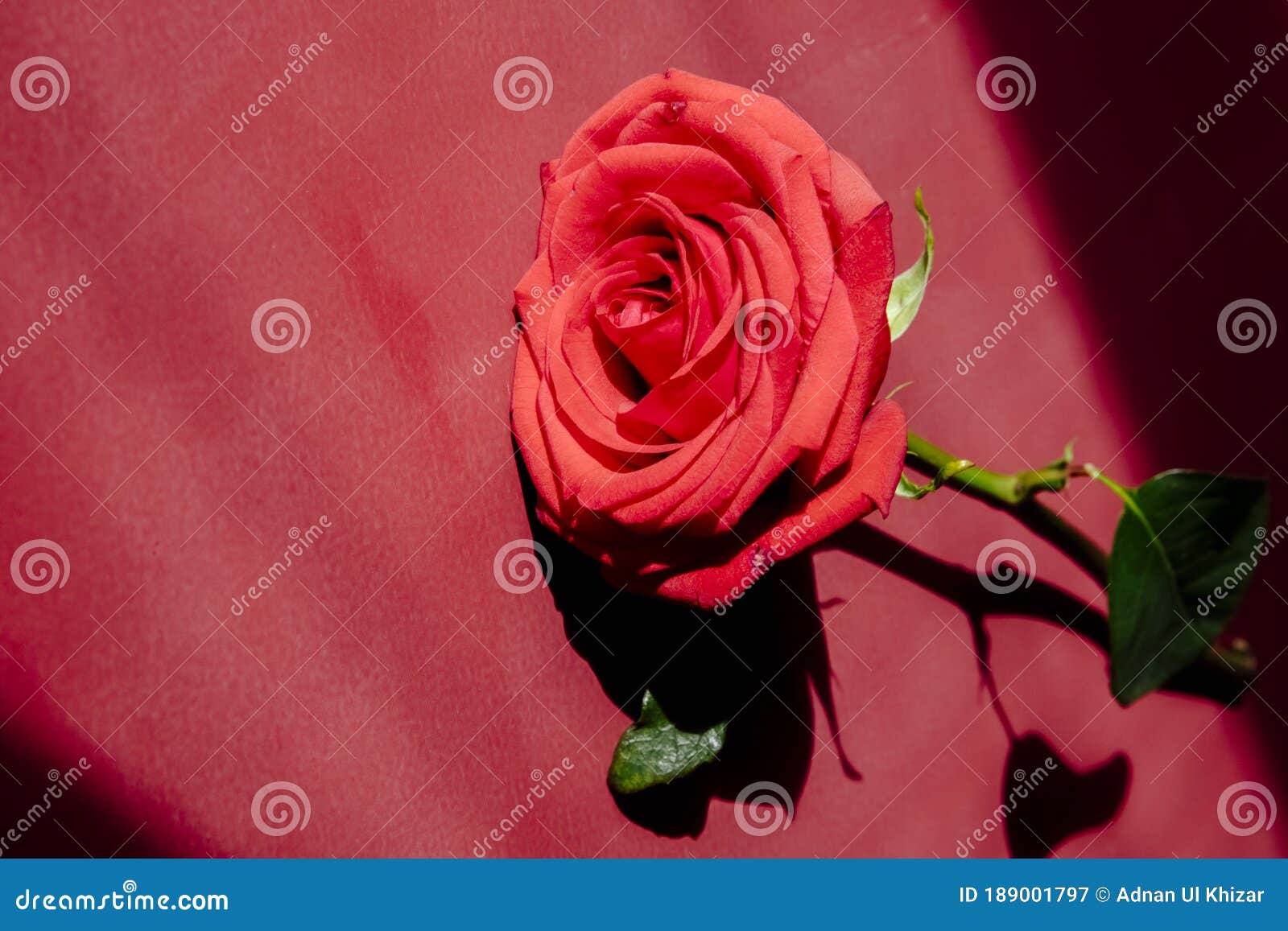 Side View of Red Color Rose Isolated on Red Texture Background Stock ...