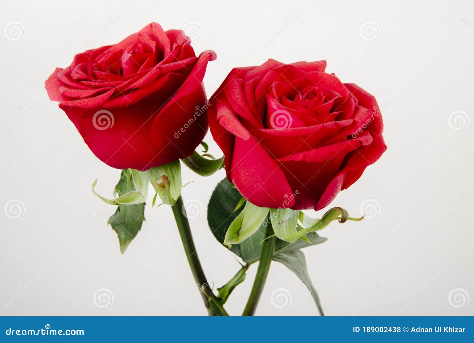 Side View of Red Color Roses Isolated on White Background Stock Photo ...
