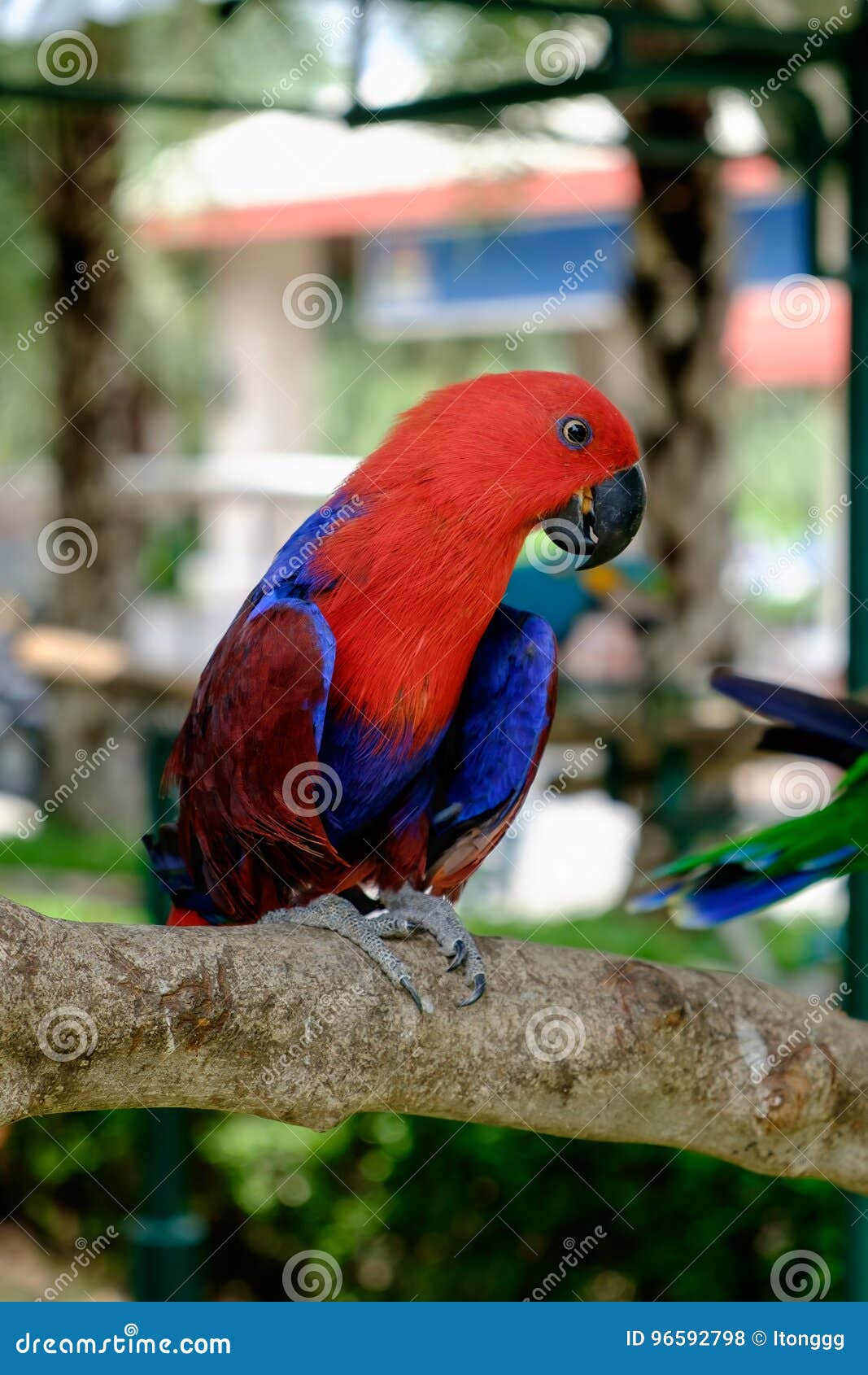 Side View of Red Eclectus Parrot Perched on Branch Stock Photo - Image ...