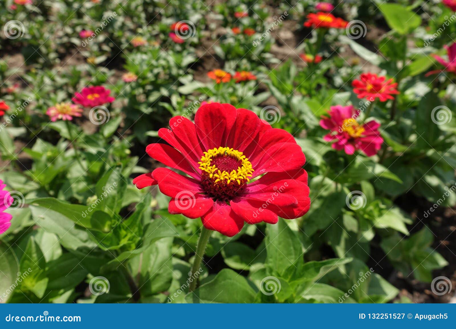 Side View of Red Flower of Zinnia Elegans Stock Image - Image of ...