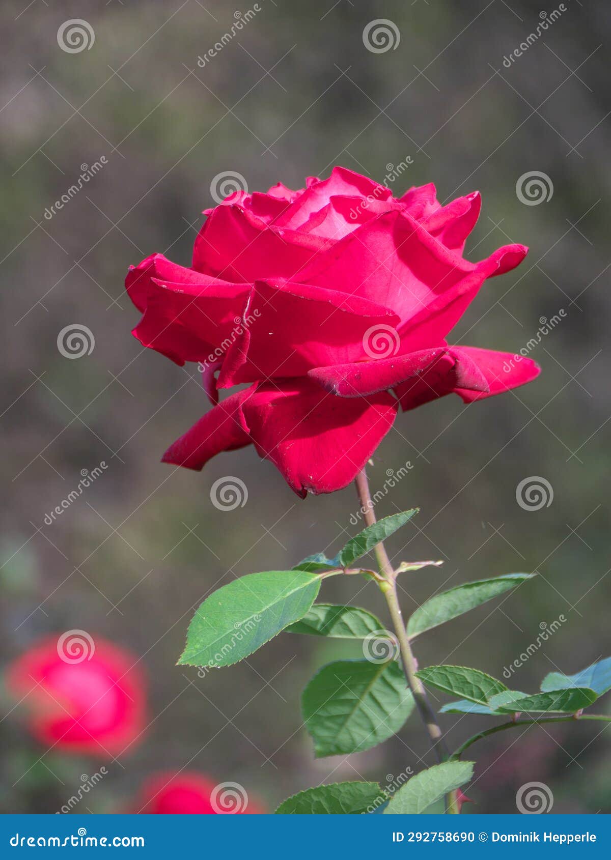 Partial Image of a Red Flowering Rose Stock Photo - Image of tulip ...