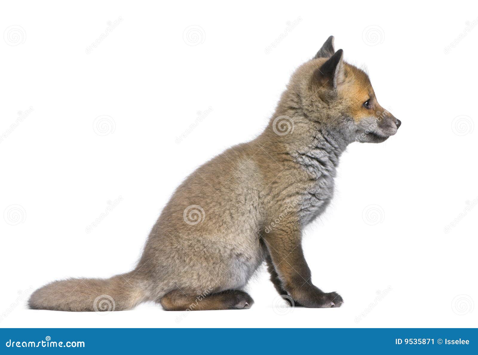 Side View Of A Red Fox Cub (6 Weeks Old)- Vulpes V Stock Image - Image ...