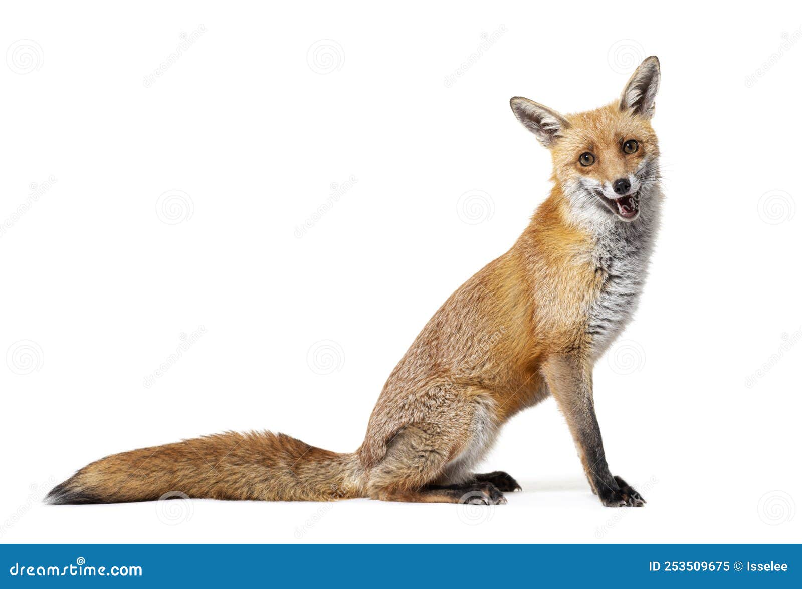 Side View of a Red Fox Looking at Camera, Two Years Old Stock Image ...