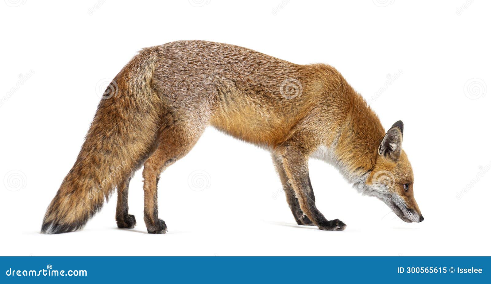 Side View of a Red Fox Looking Down and Sniffing the Ground, Two Years ...