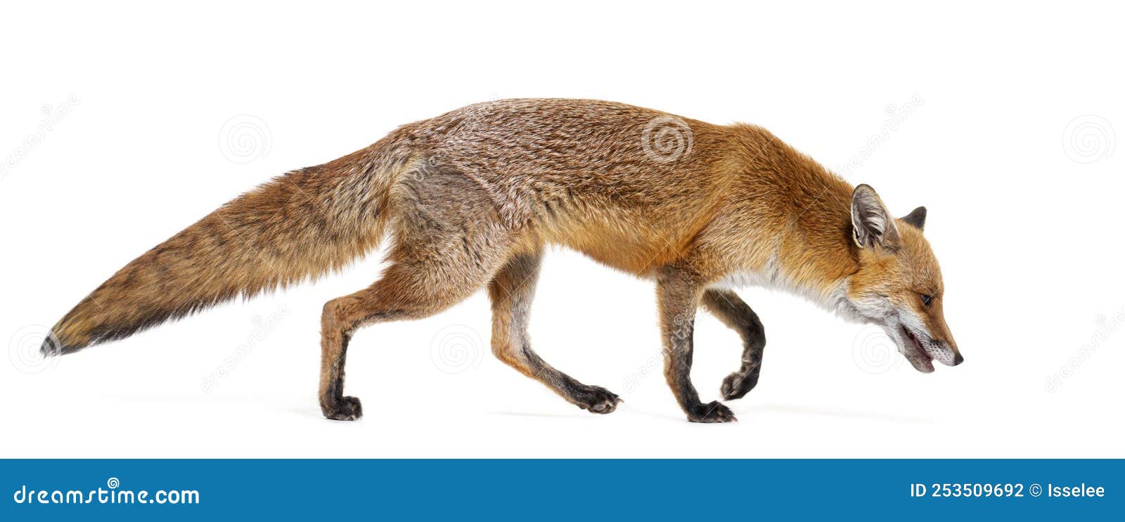 Side View of a Red Fox Looking Down and Walking Away Stock Photo ...