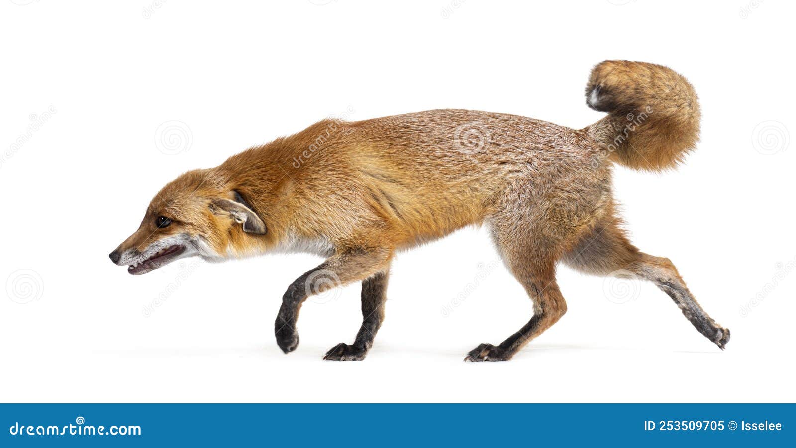 Side View of a Red Fox Looking Down and Walking Away Stock Image ...
