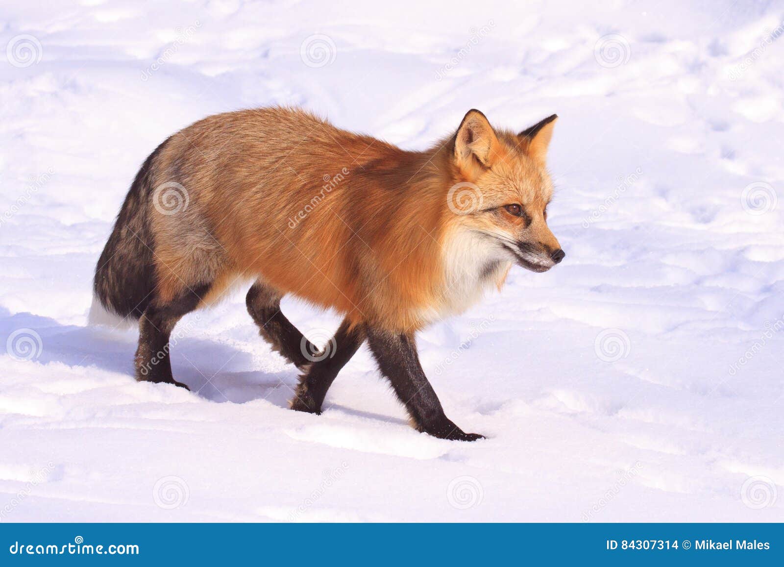 Side view of red fox stock photo. Image of early, tail - 84307314