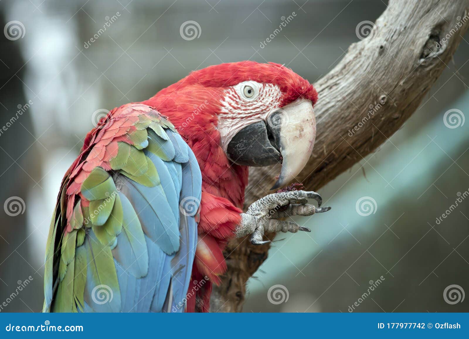 This is a Side View of a Red-and-green Macaw Stock Photo - Image of ...