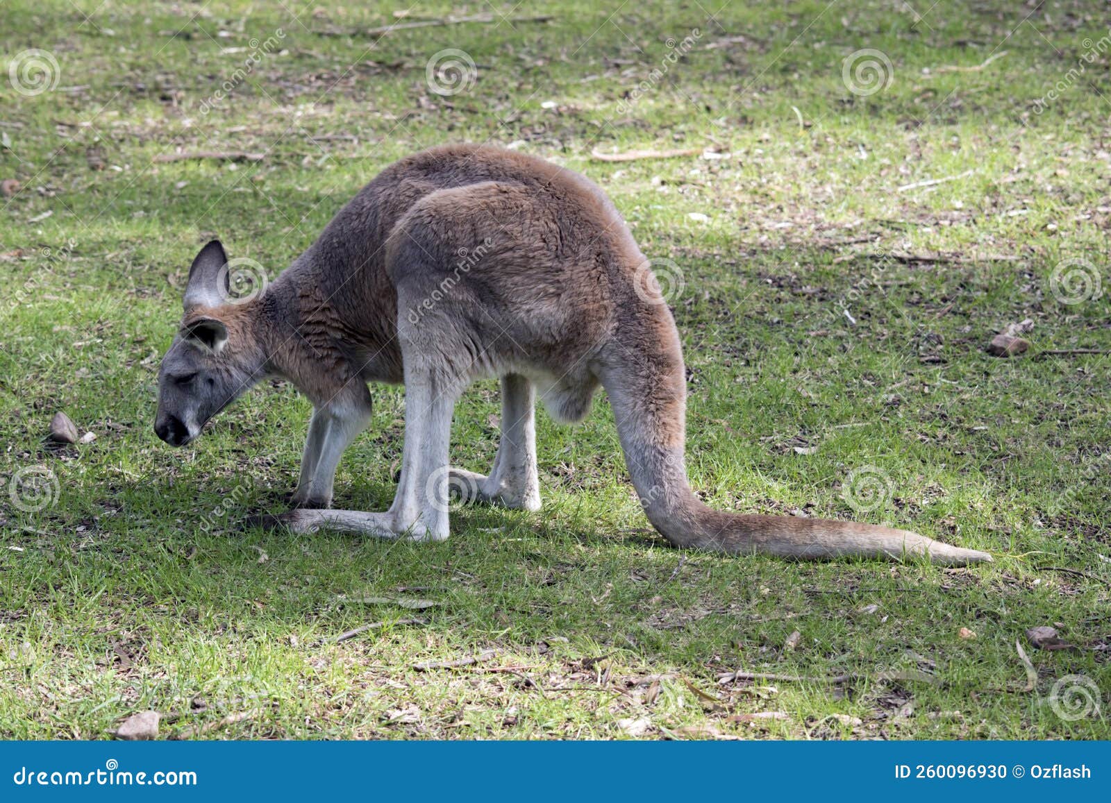 The Red Kangaroo is the Largest of the Marsupials Stock Photo - Image ...