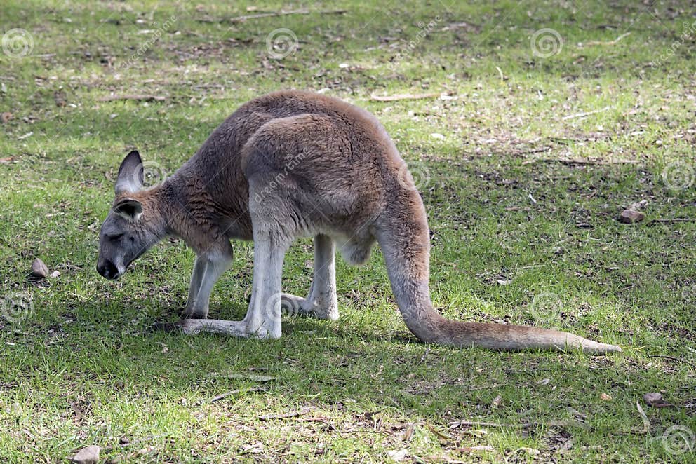 The Red Kangaroo is the Largest of the Marsupials Stock Photo - Image ...