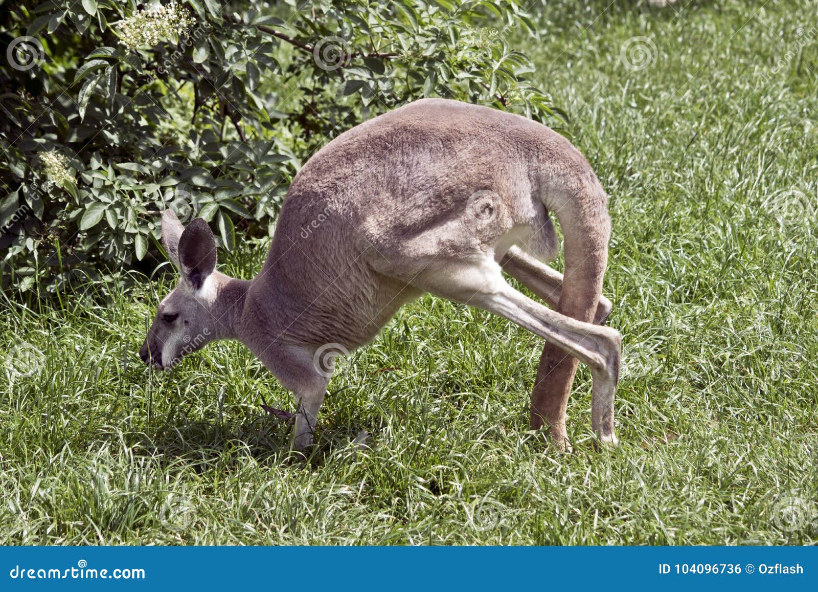 Red kangaroo moving stock photo. Image of wallaby, nose - 104096736