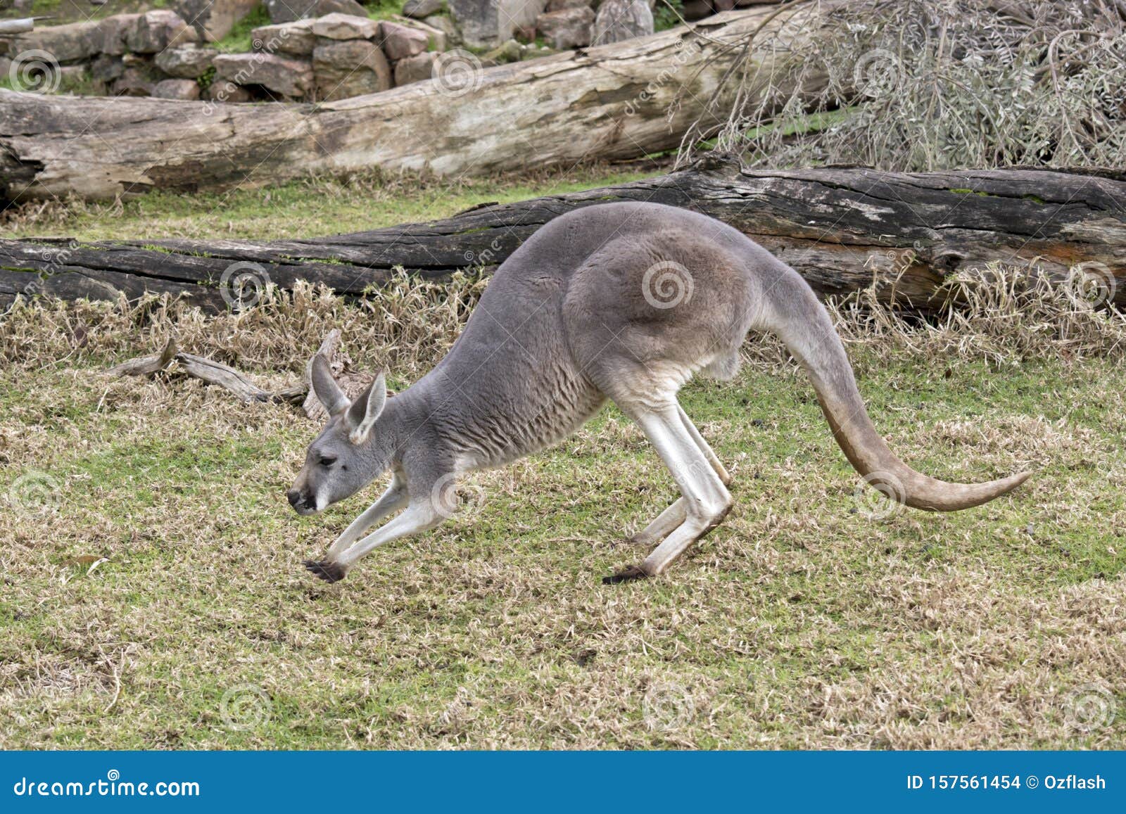 A red kangaroo walking stock photo. Image of marsupial - 157561454