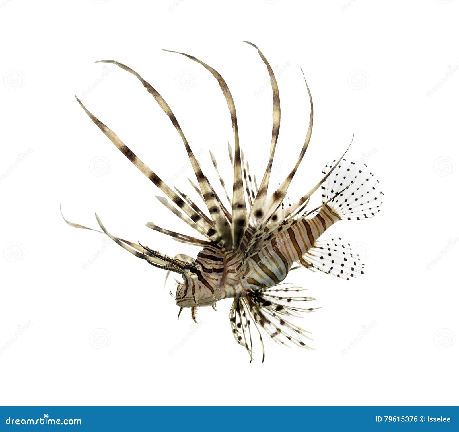 Side View of a Red Lionfish Isolated on White Stock Photo - Image of ...