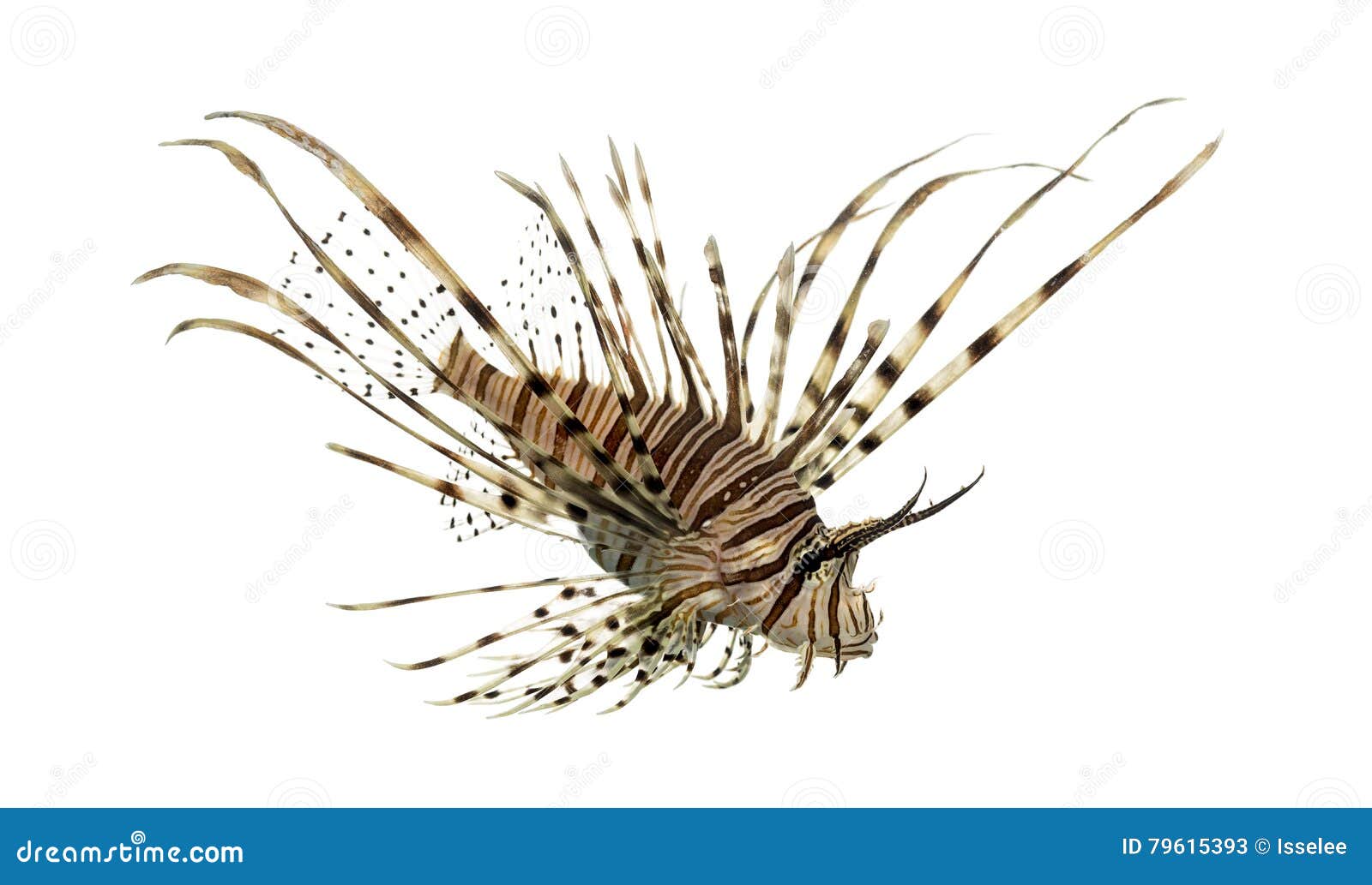 Side View of a Red Lionfish Looking Down Stock Image - Image of water ...