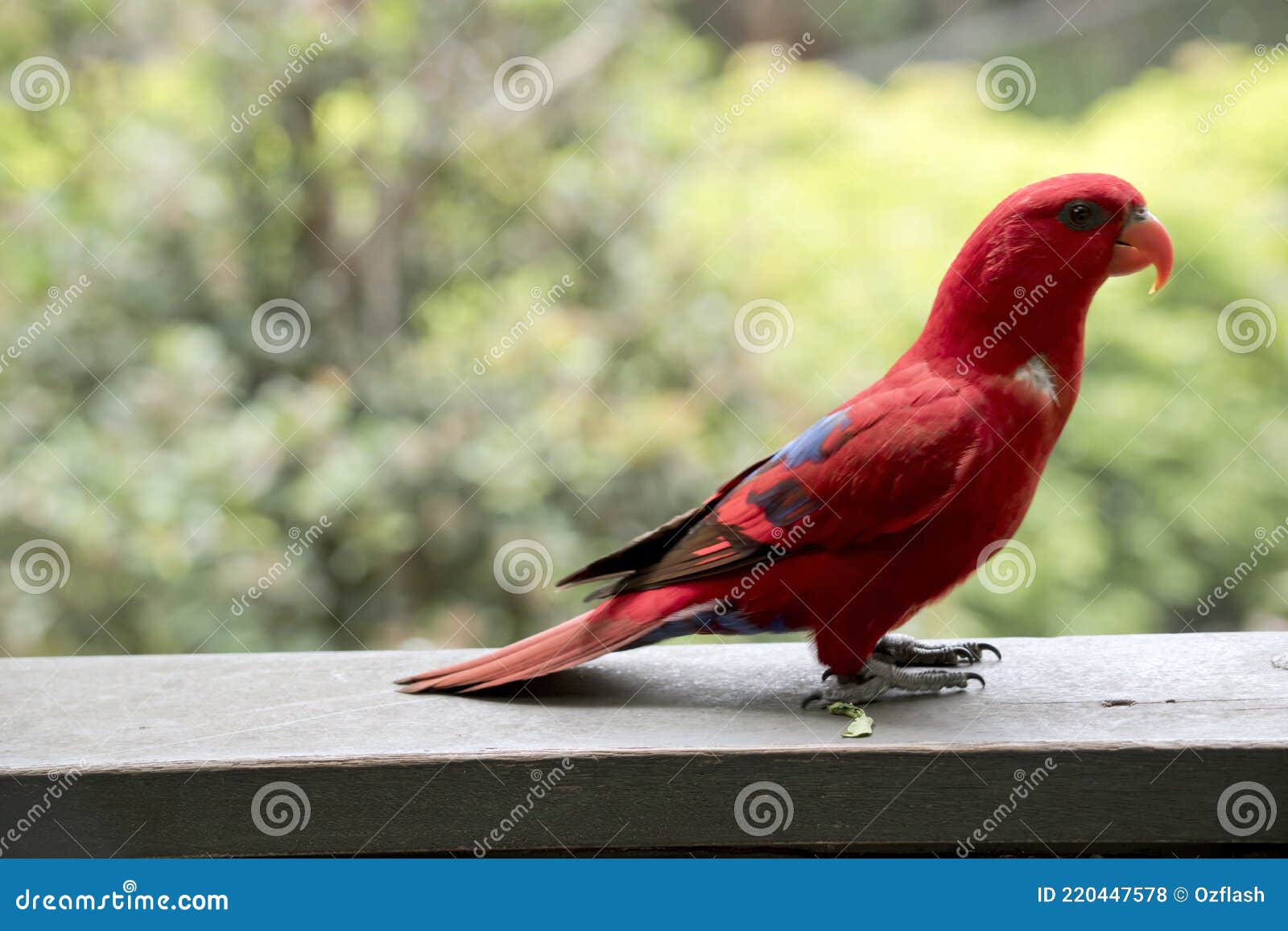This is a Side View of a Red Lory Stock Photo - Image of plumage ...