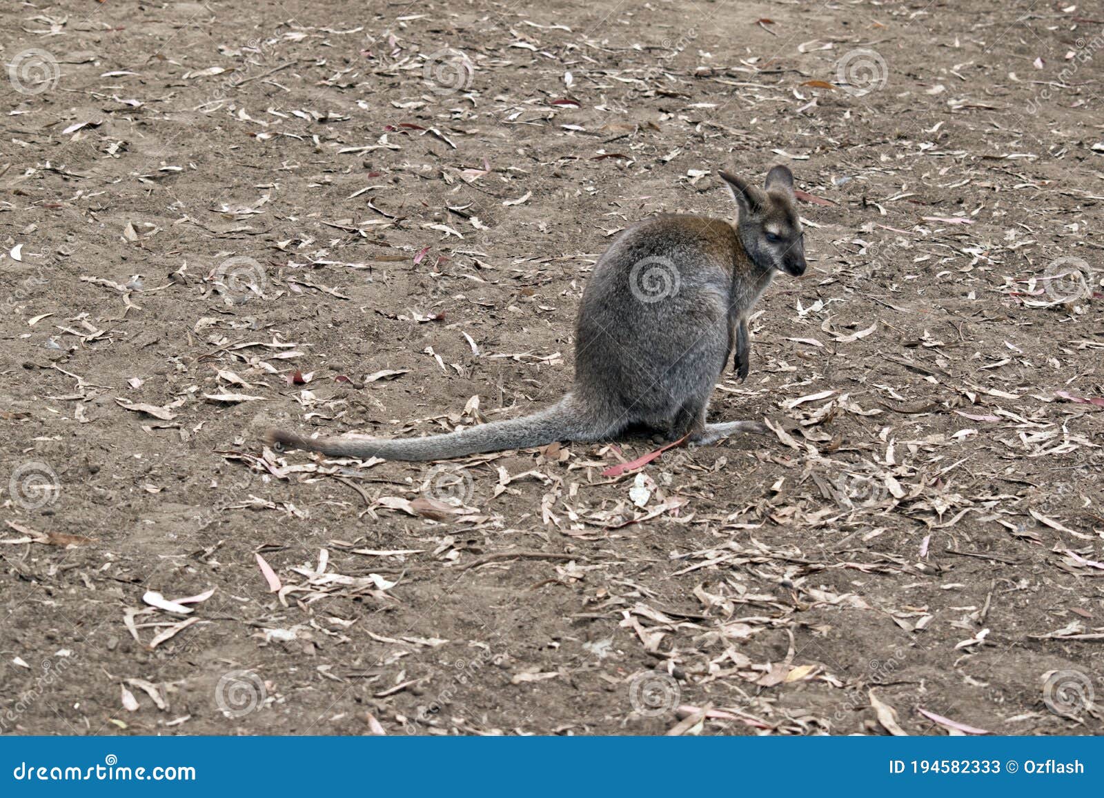 This is a Side View of a Red Necked Wallaby Stock Image - Image of nose ...