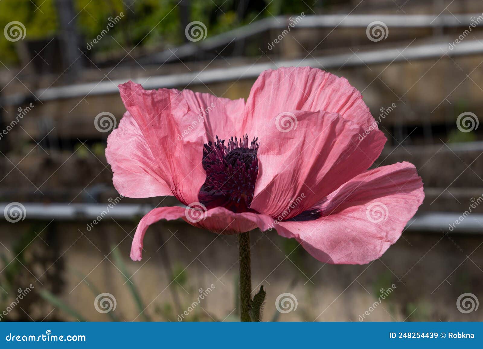 Side View of a Red Oriental Poppy, Papaver Orientale Stock Image ...