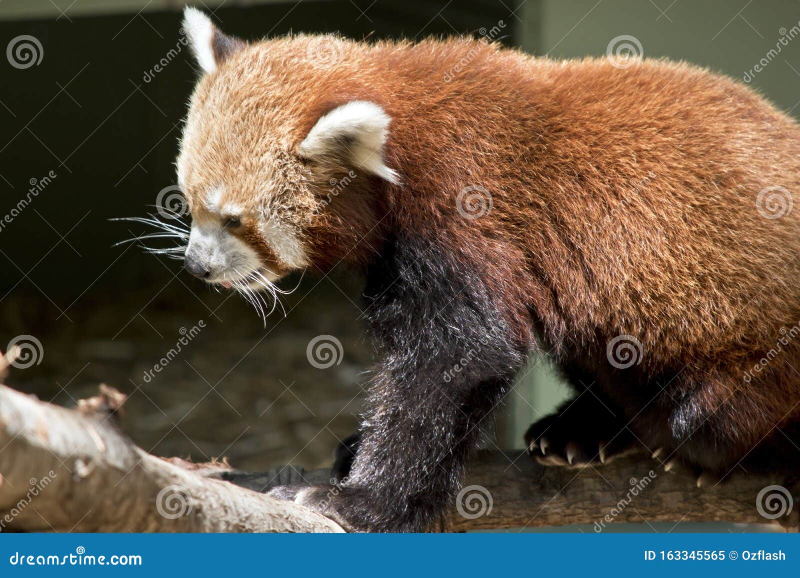 This is a Side View of a Red Panda Stock Image - Image of asia ...