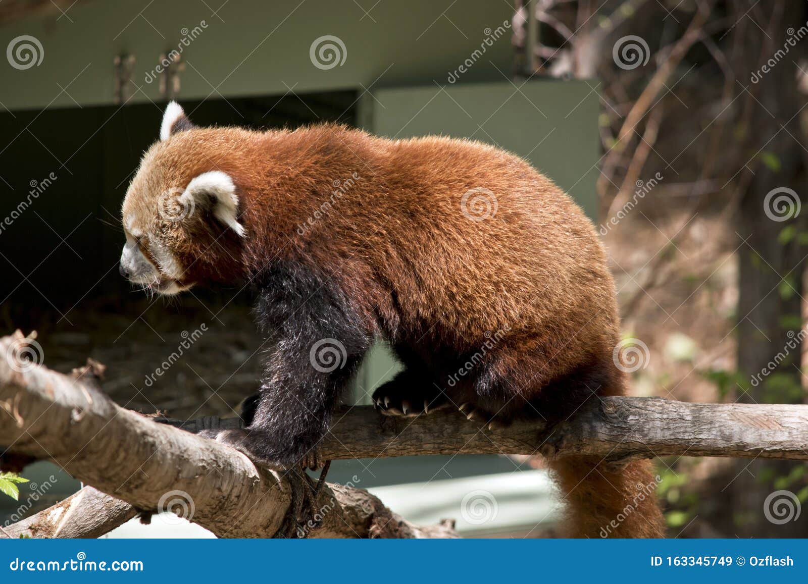 This is a Side View of a Red Panda Stock Image - Image of eyes, panda ...