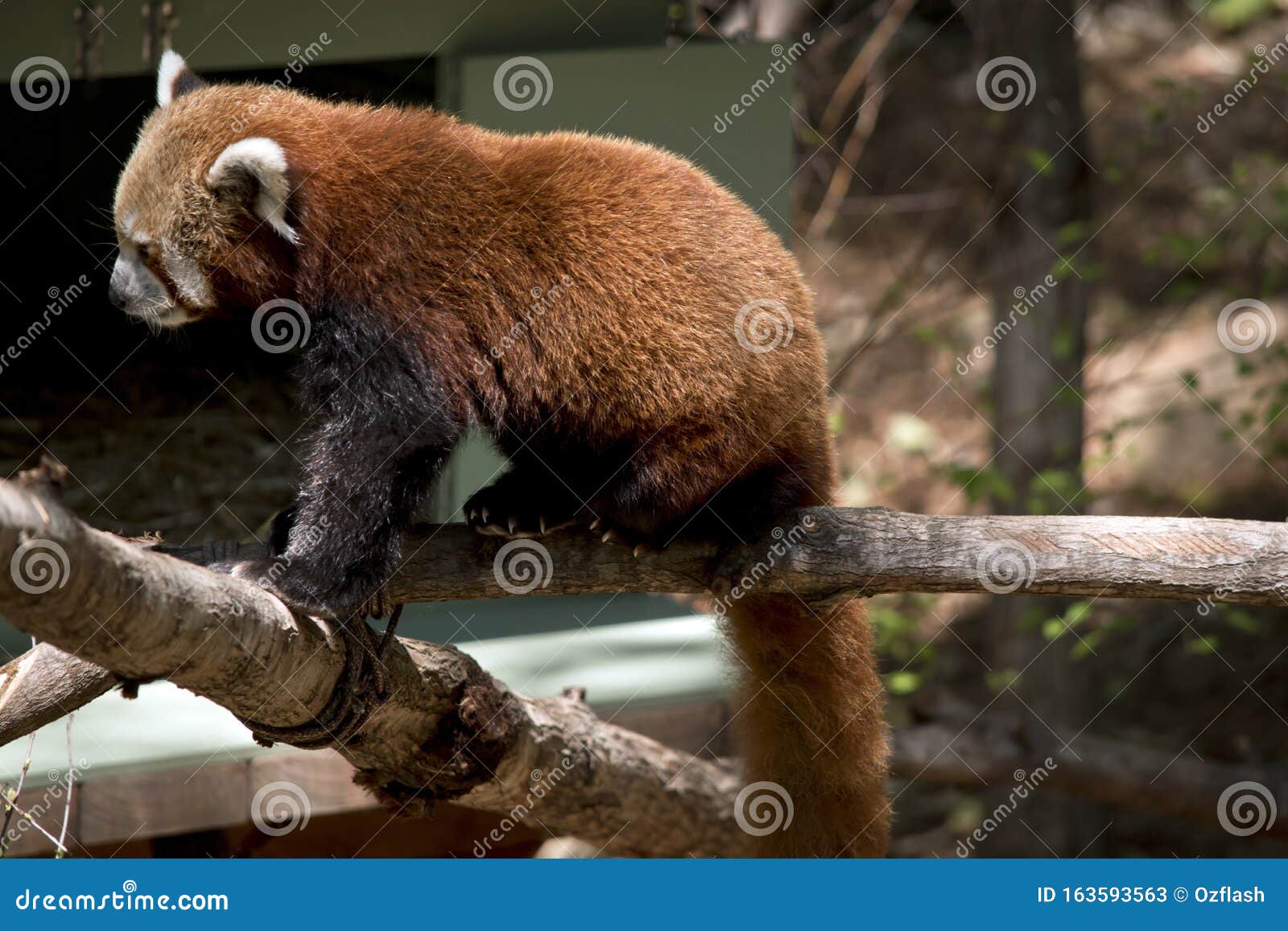 This is a Side View of a Red Panda Stock Image - Image of cute ...