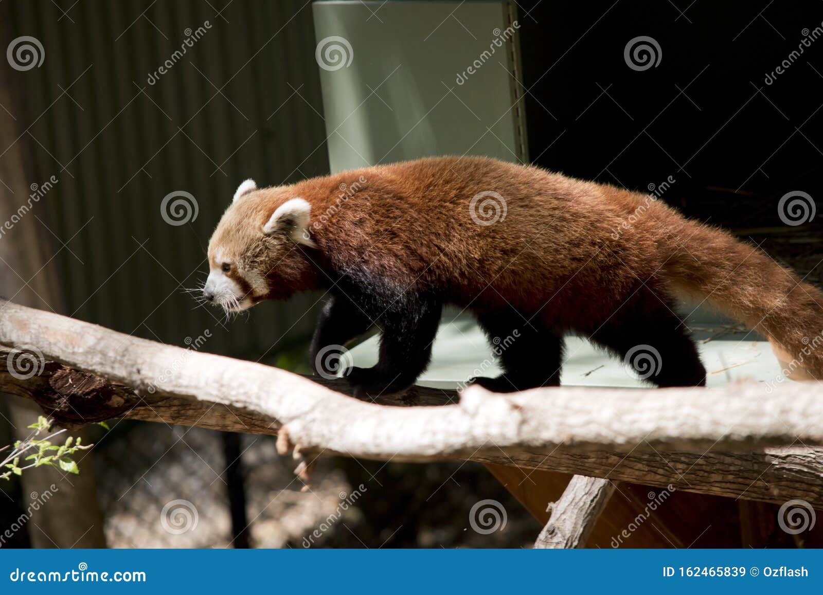 Panda Sitting Side View