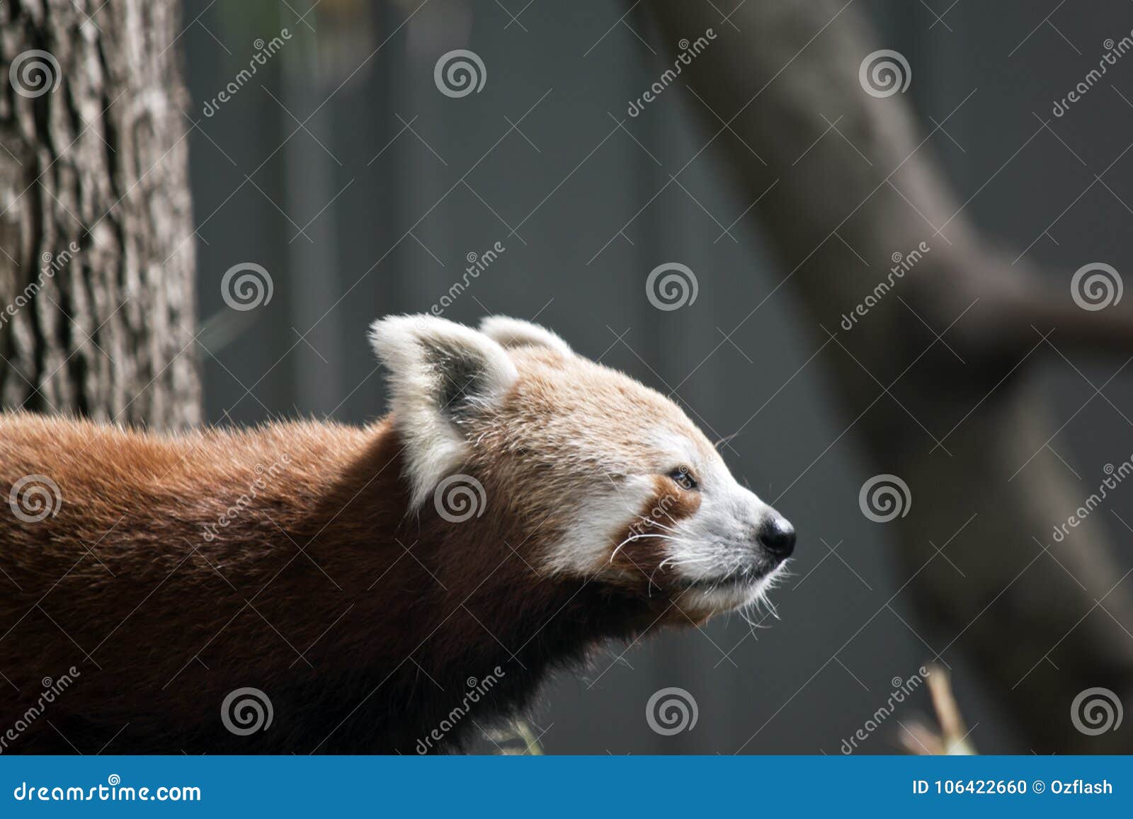 Red pandas close up stock photo. Image of hair, view - 106422660