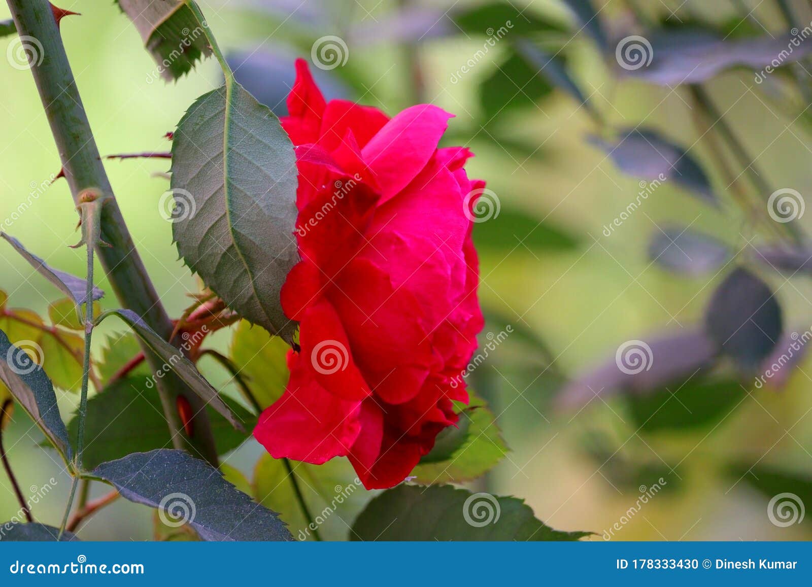 Side View of Red Rose Flower Stock Photo - Image of beauty, bush: 178333430