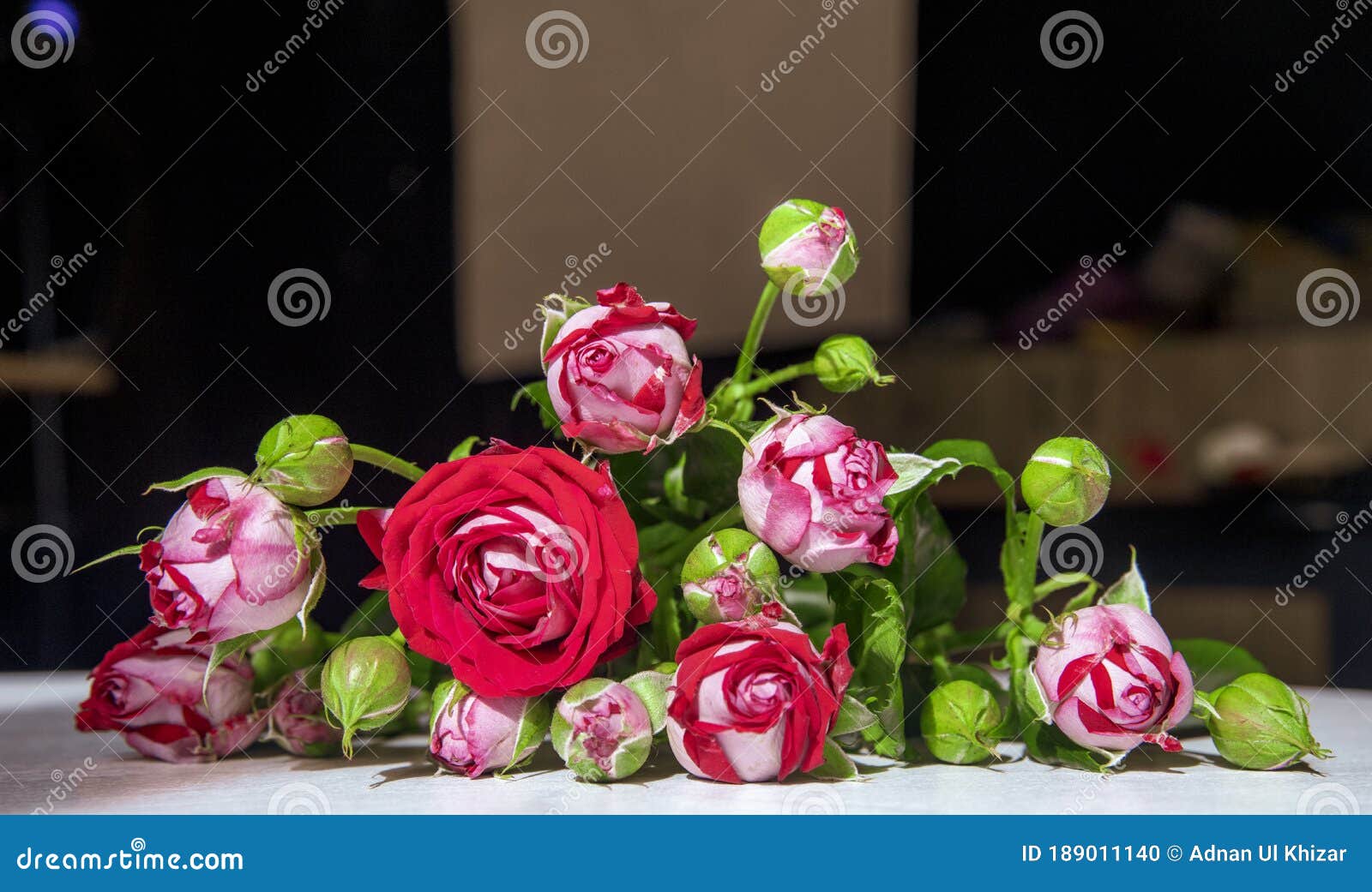Side View of Red Roses with Buds and Green Leaves on White Background ...