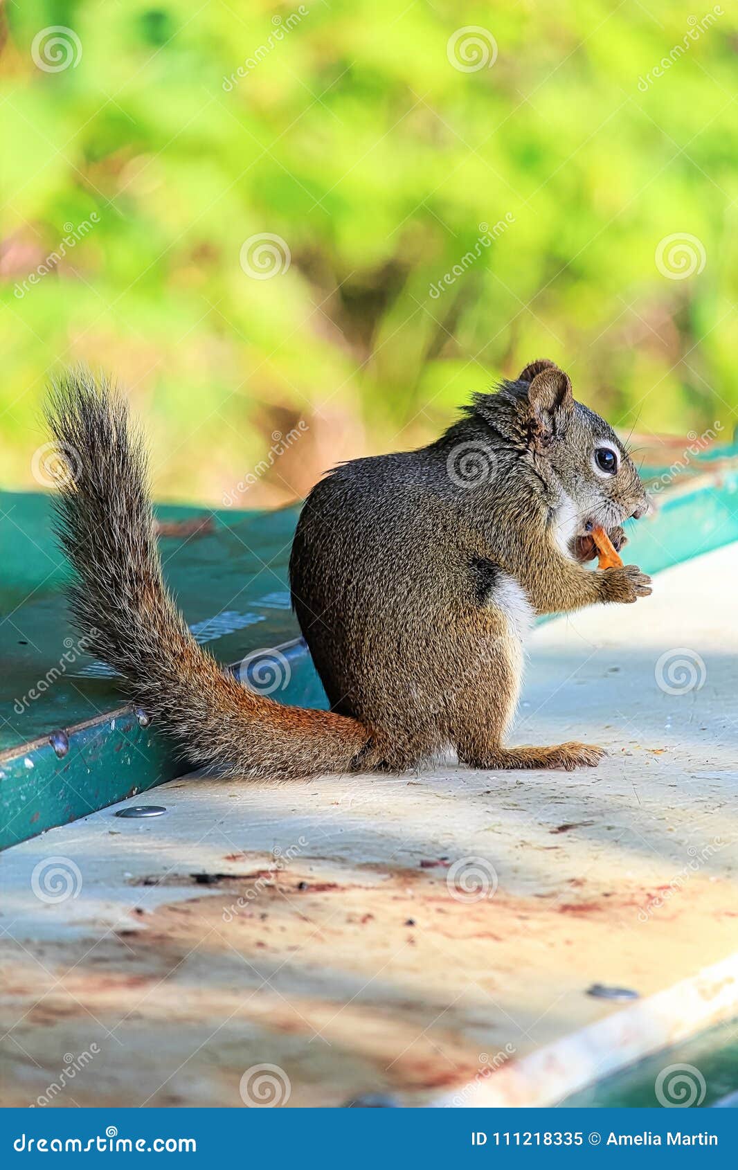 Side View of a Red Squirrel Sitting and Eating Stock Image - Image of ...