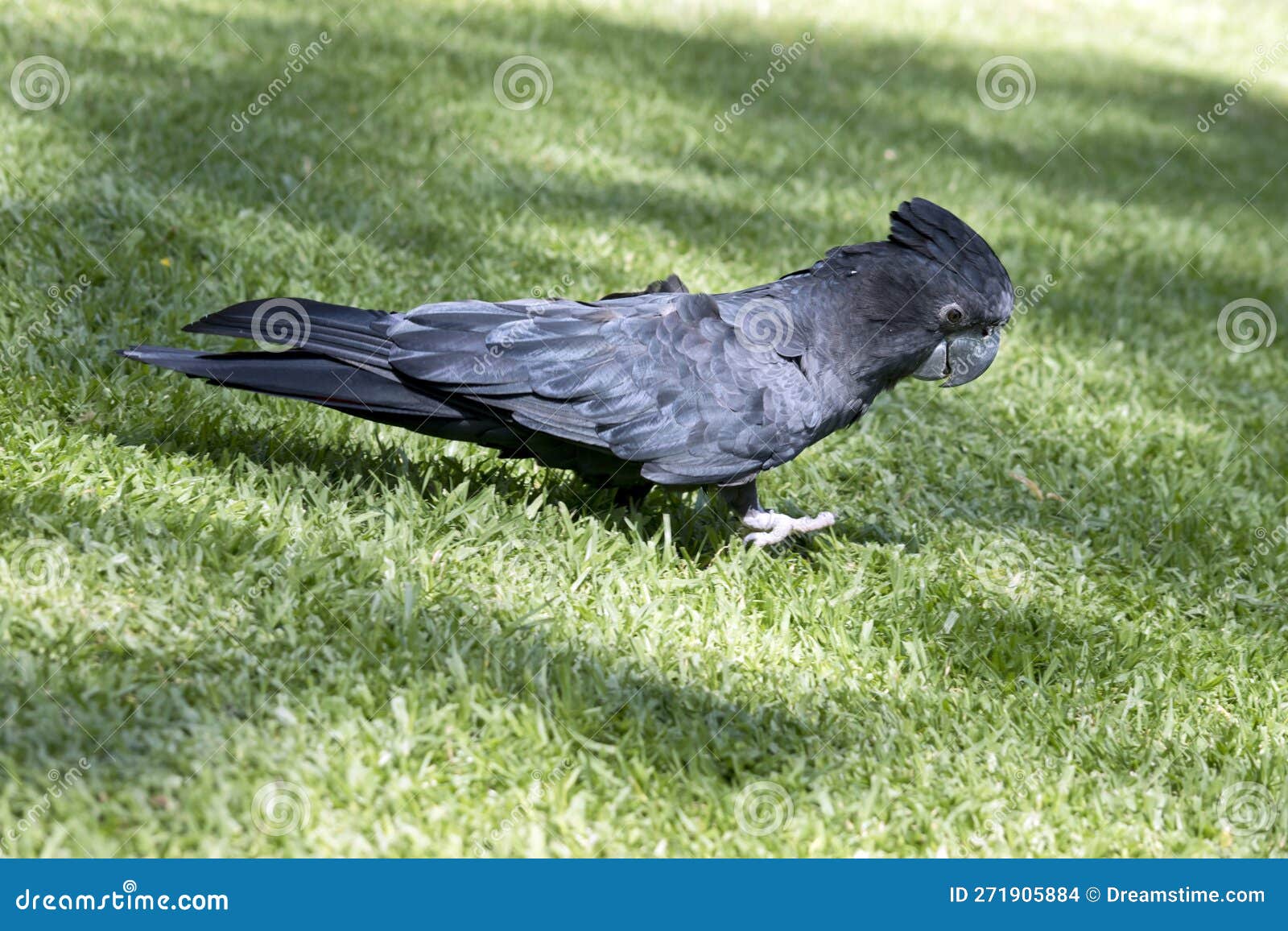 This is a Side View of a Red Tailed Black Cockatoo on the Grass Stock ...