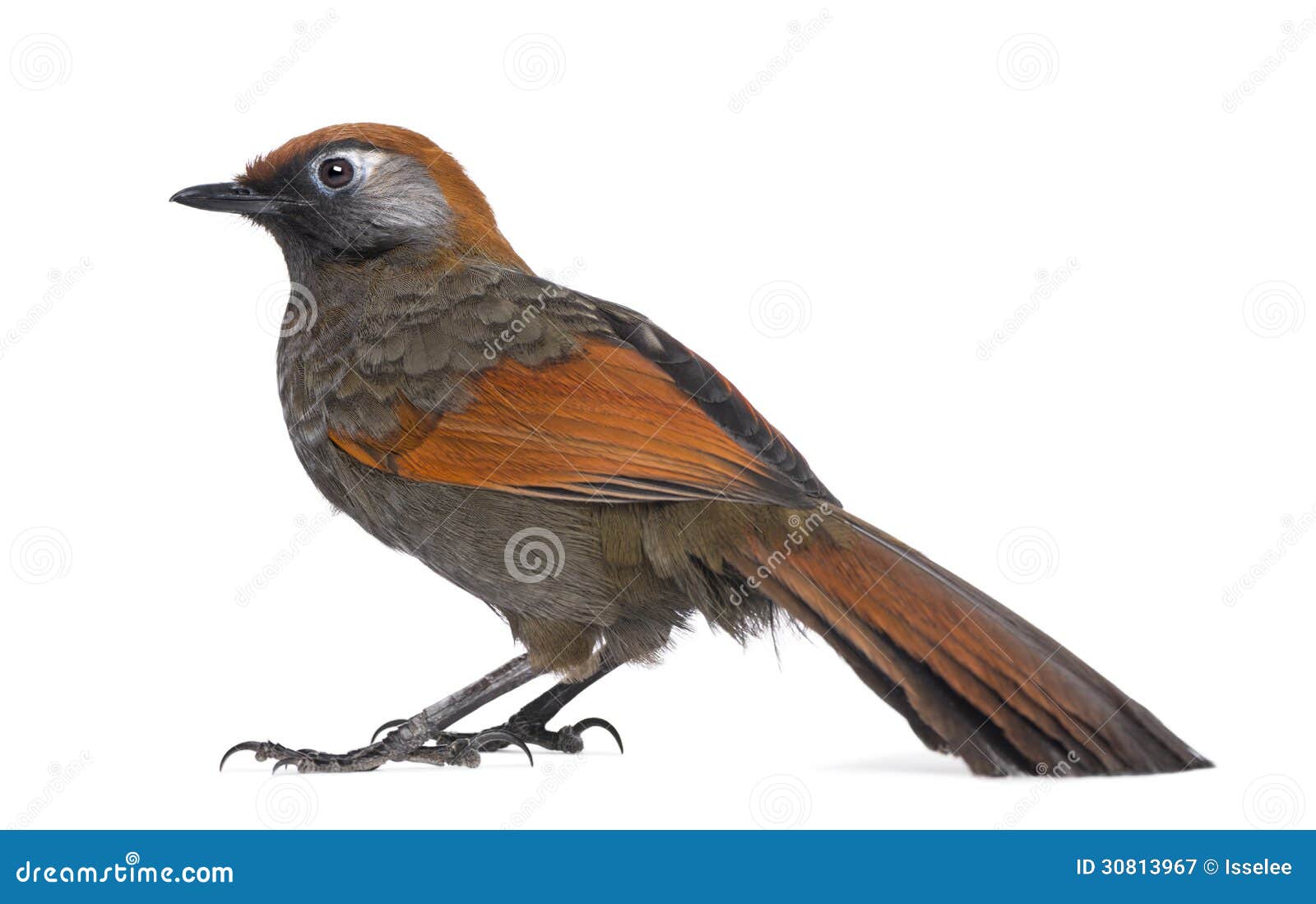 Side View on a Red-tailed Laughingthrush - Garrulax Milnei Stock Image ...