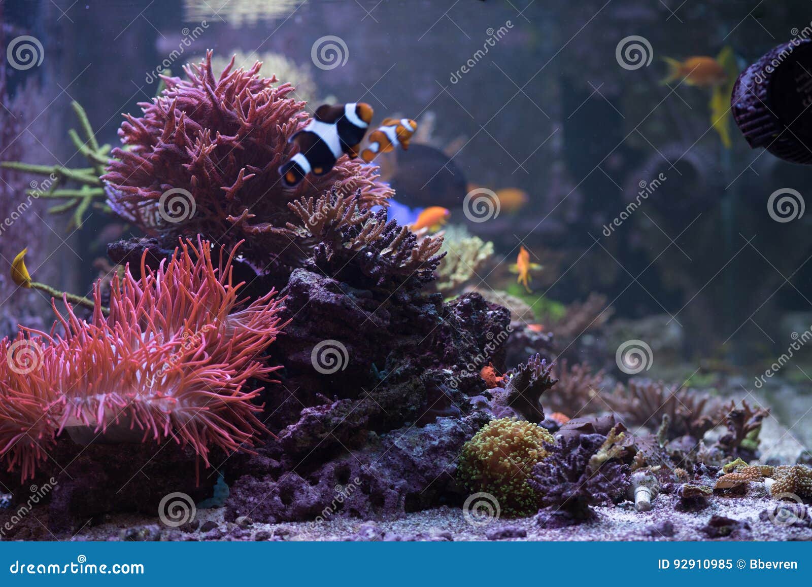 Side View of Reef Tank Aquarium with Bunch of Stony Sps Corals Stock ...