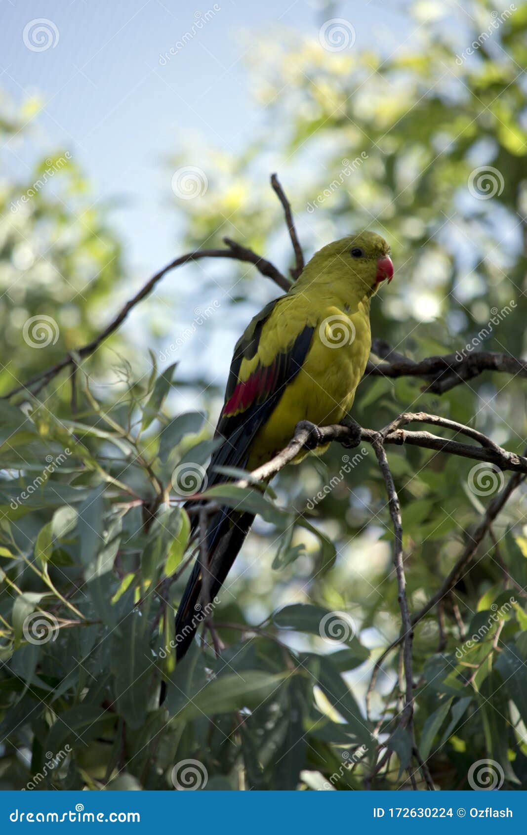 This is a Side View of a Regent Parrot Stock Photo - Image of shrubs ...