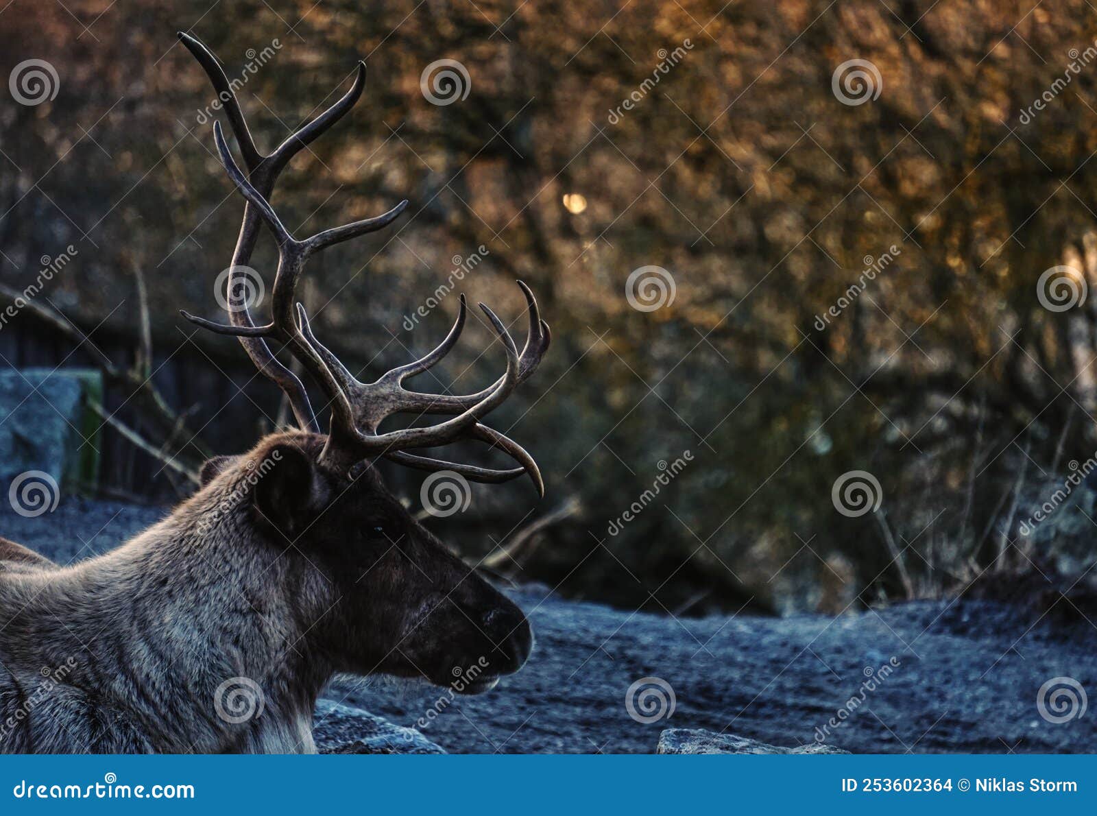 Side View of Reindeer Deer Standing in Forest Stock Photo - Image of ...