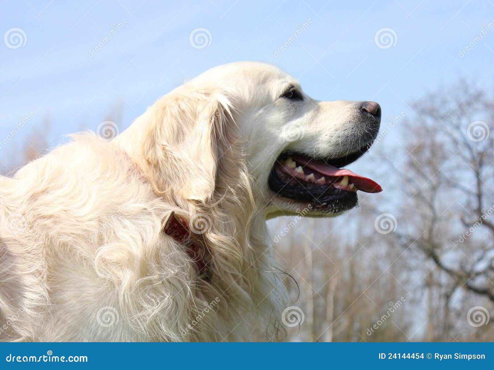 Side View Of A Retriever Dog Stock Images - Image: 24144454